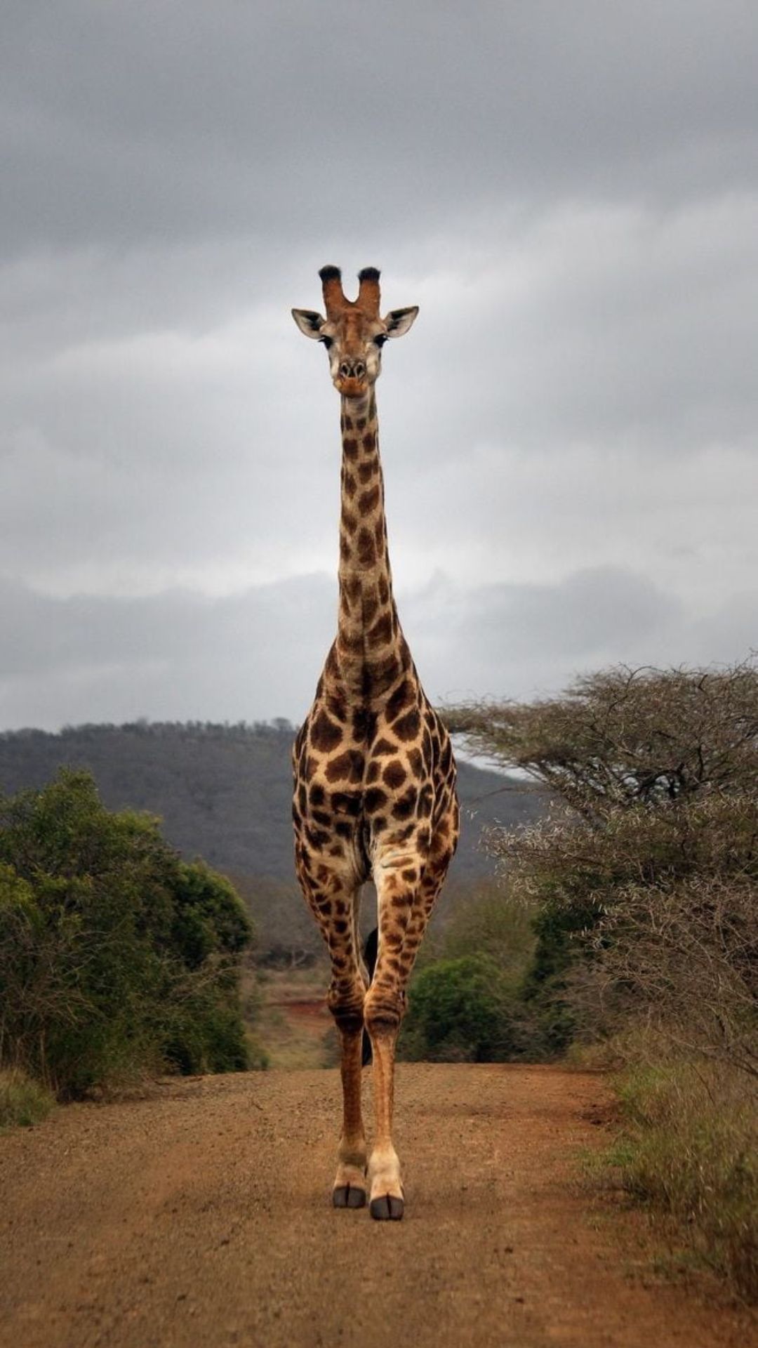 Giraffe Phone Wallpapers - Wallpaper Cave