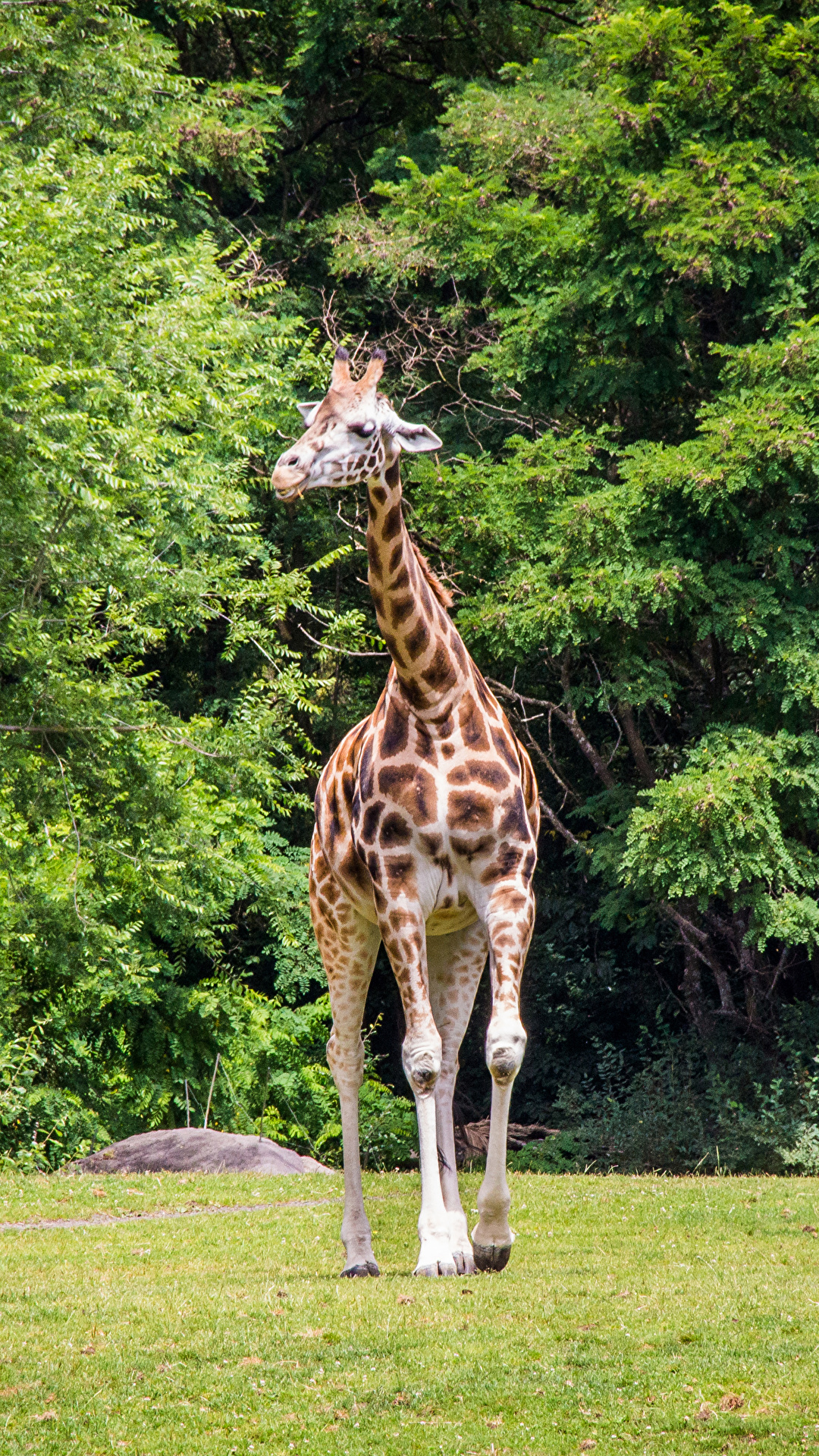 Giraffe Phone Wallpapers - Wallpaper Cave