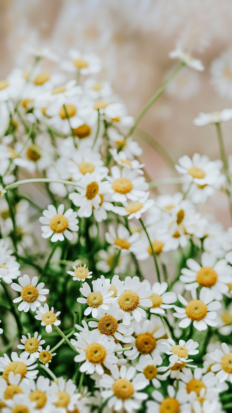 Spring Phone HD Wallpapers - Wallpaper Cave