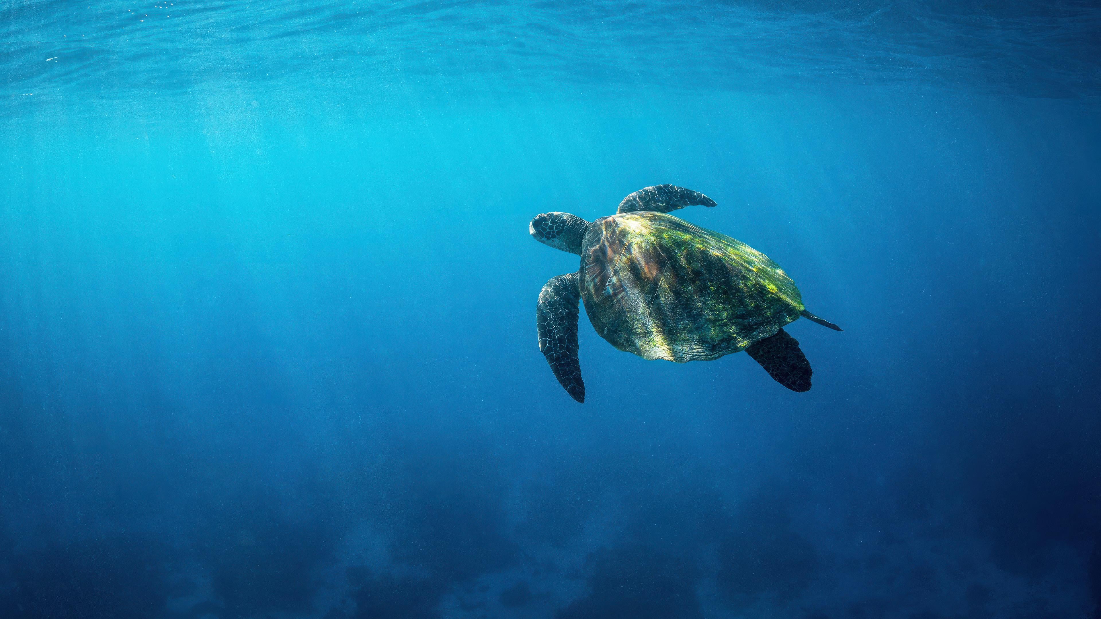 Turtle Ocean Wallpapers - Wallpaper Cave