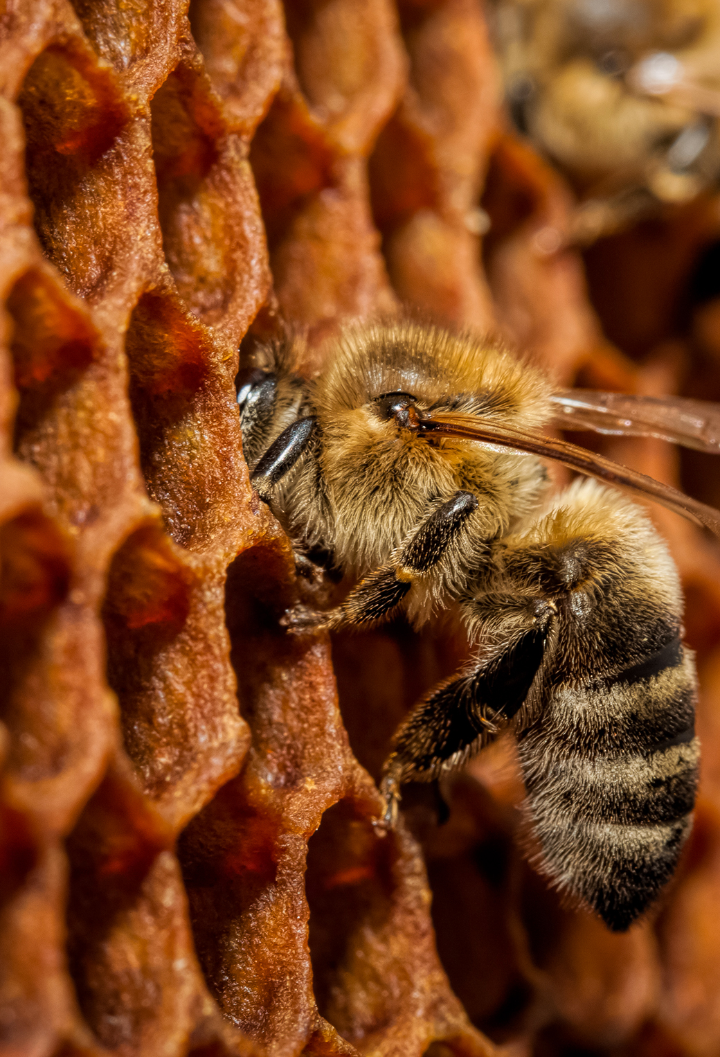 iPhone Bee Wallpapers - Wallpaper Cave