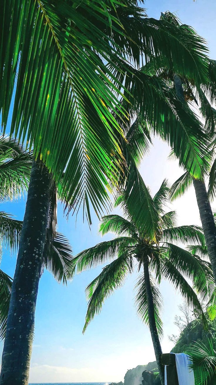 Summer Beach Palm Tree Wallpapers - Wallpaper Cave