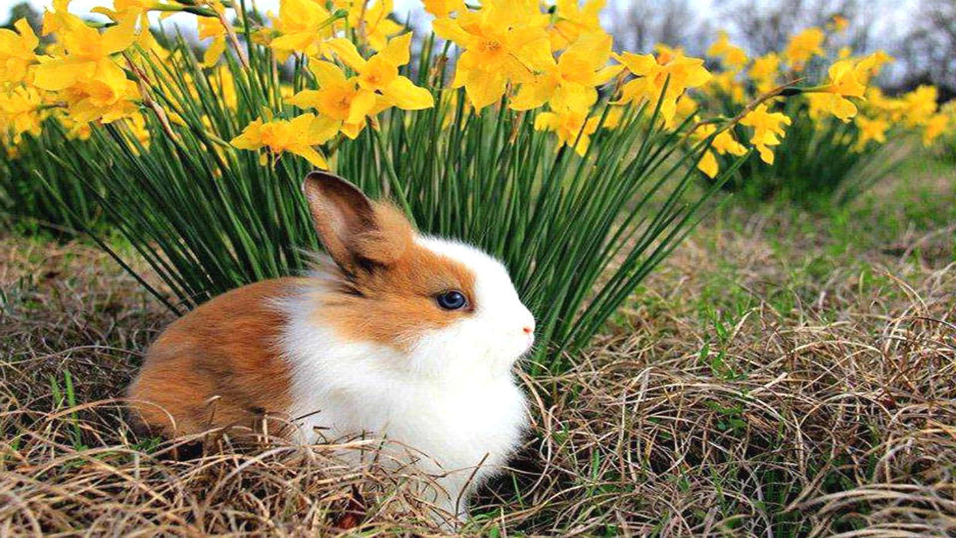 Flower Bunny Spring Wallpapers - Wallpaper Cave