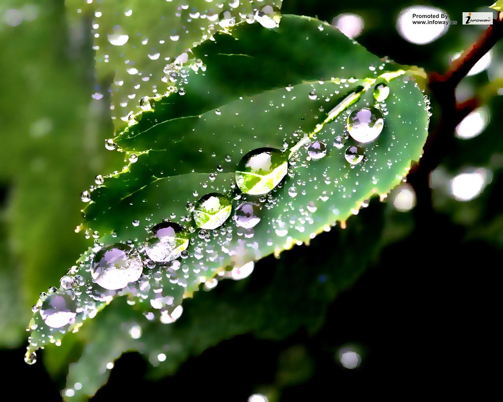 Spring Rain Desktop Wallpapers - Wallpaper Cave