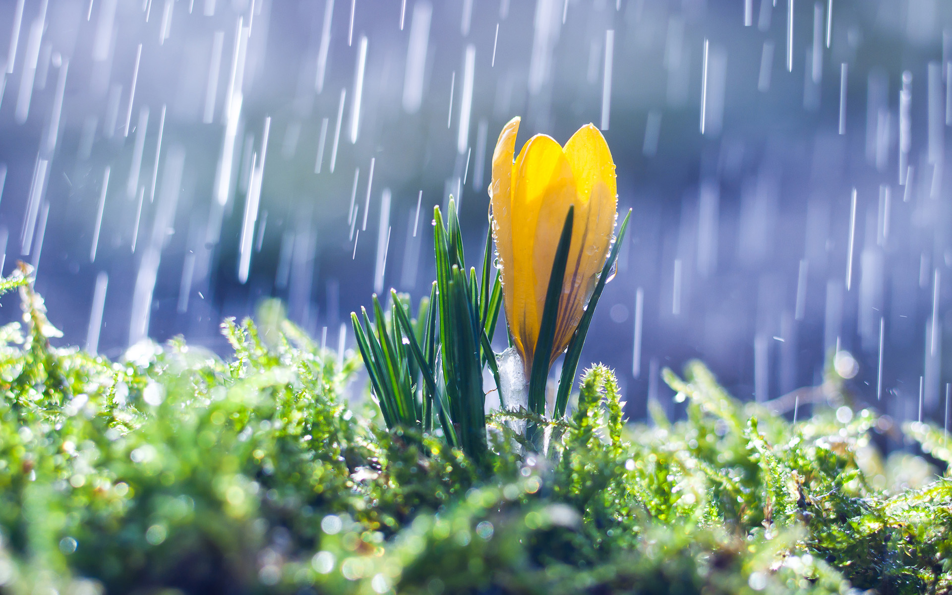 Spring Rain Desktop Wallpapers - Wallpaper Cave