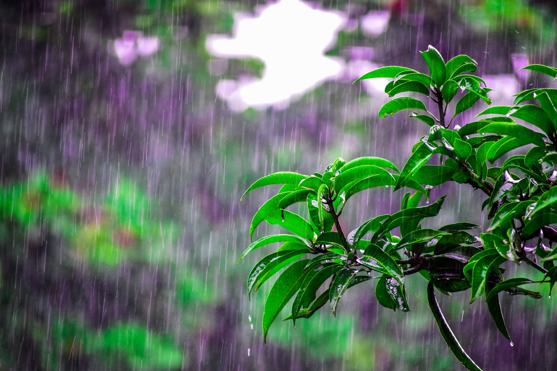 Spring Rain Desktop Wallpapers - Wallpaper Cave