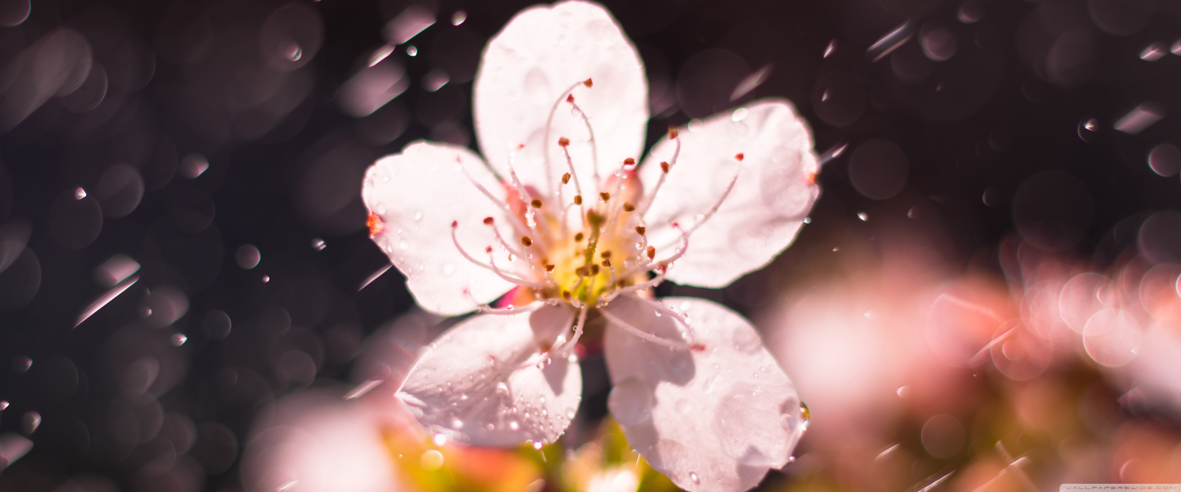 Spring Rain Desktop Wallpapers - Wallpaper Cave