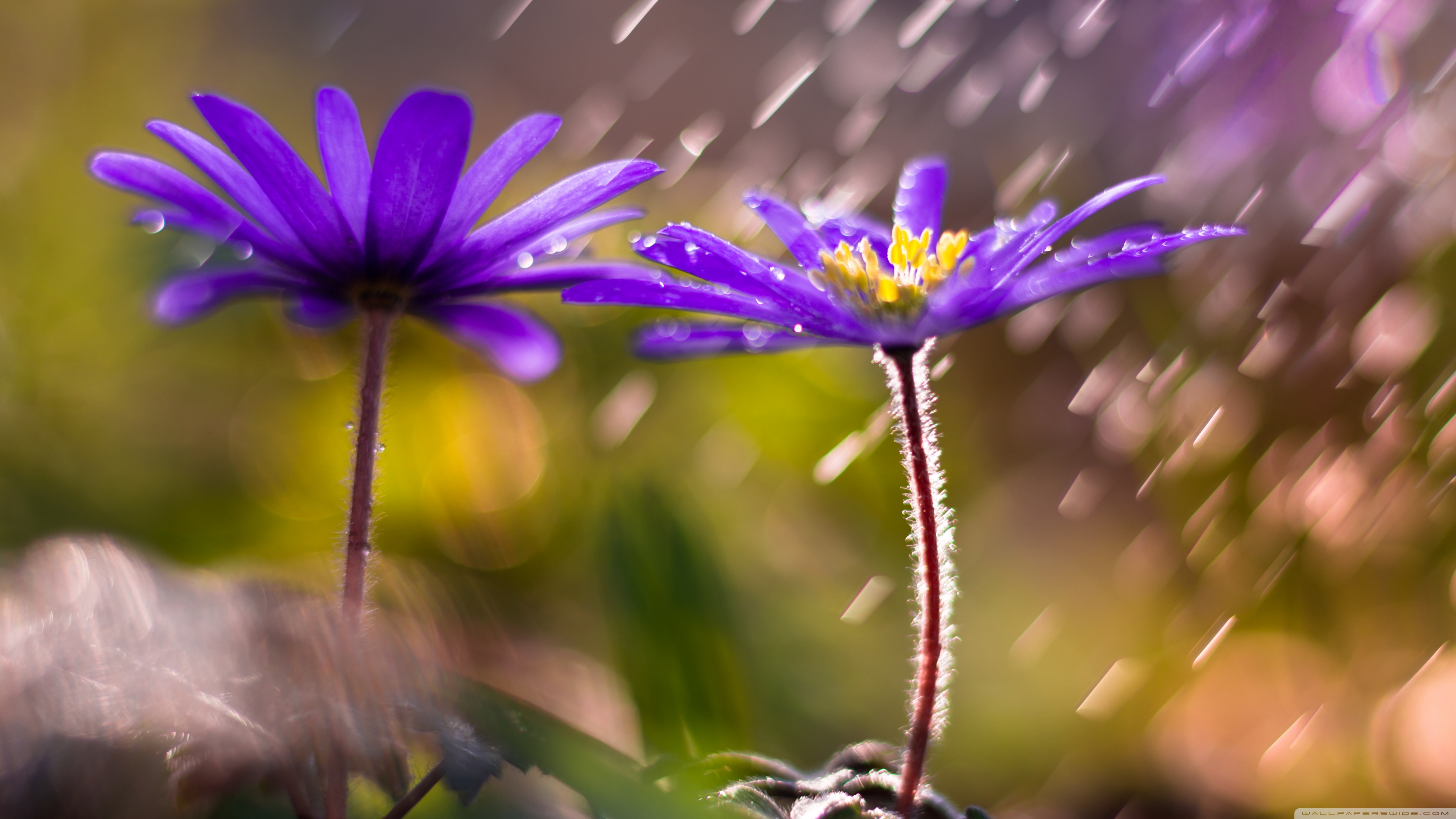Spring Rain Desktop Wallpapers - Wallpaper Cave