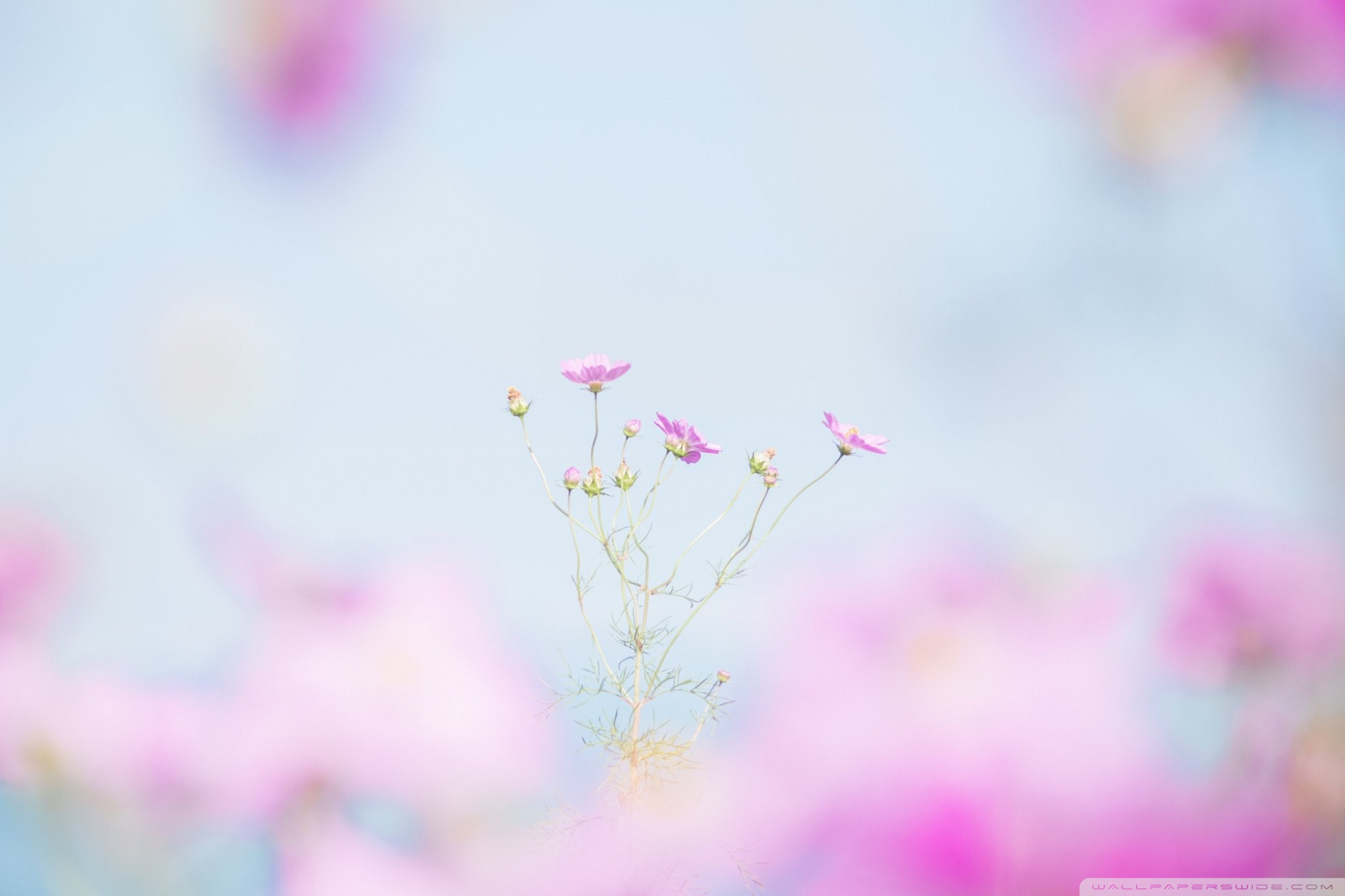 Color Spring Wallpapers - Wallpaper Cave