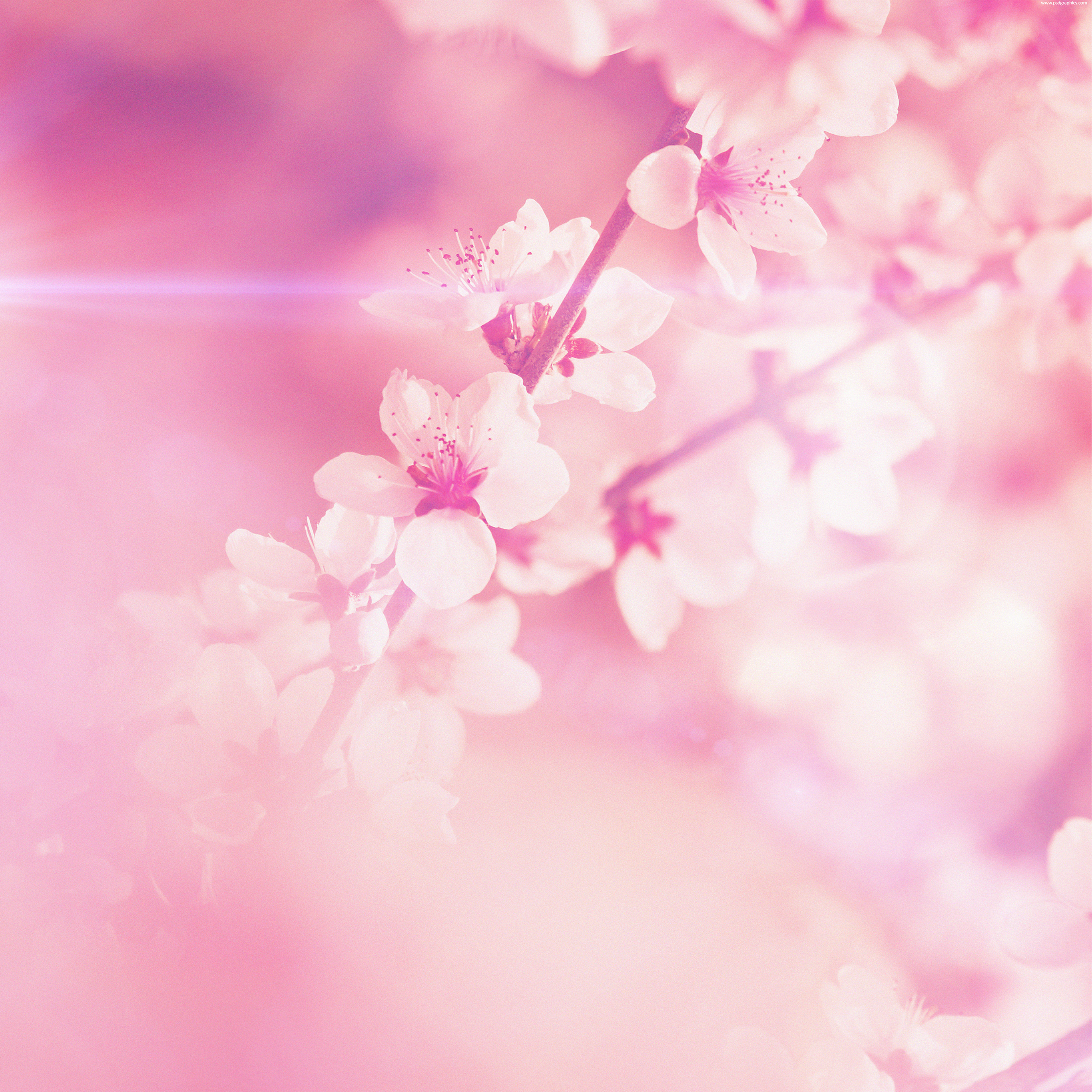 Light Pink Flowers Spring Wallpapers - Wallpaper Cave