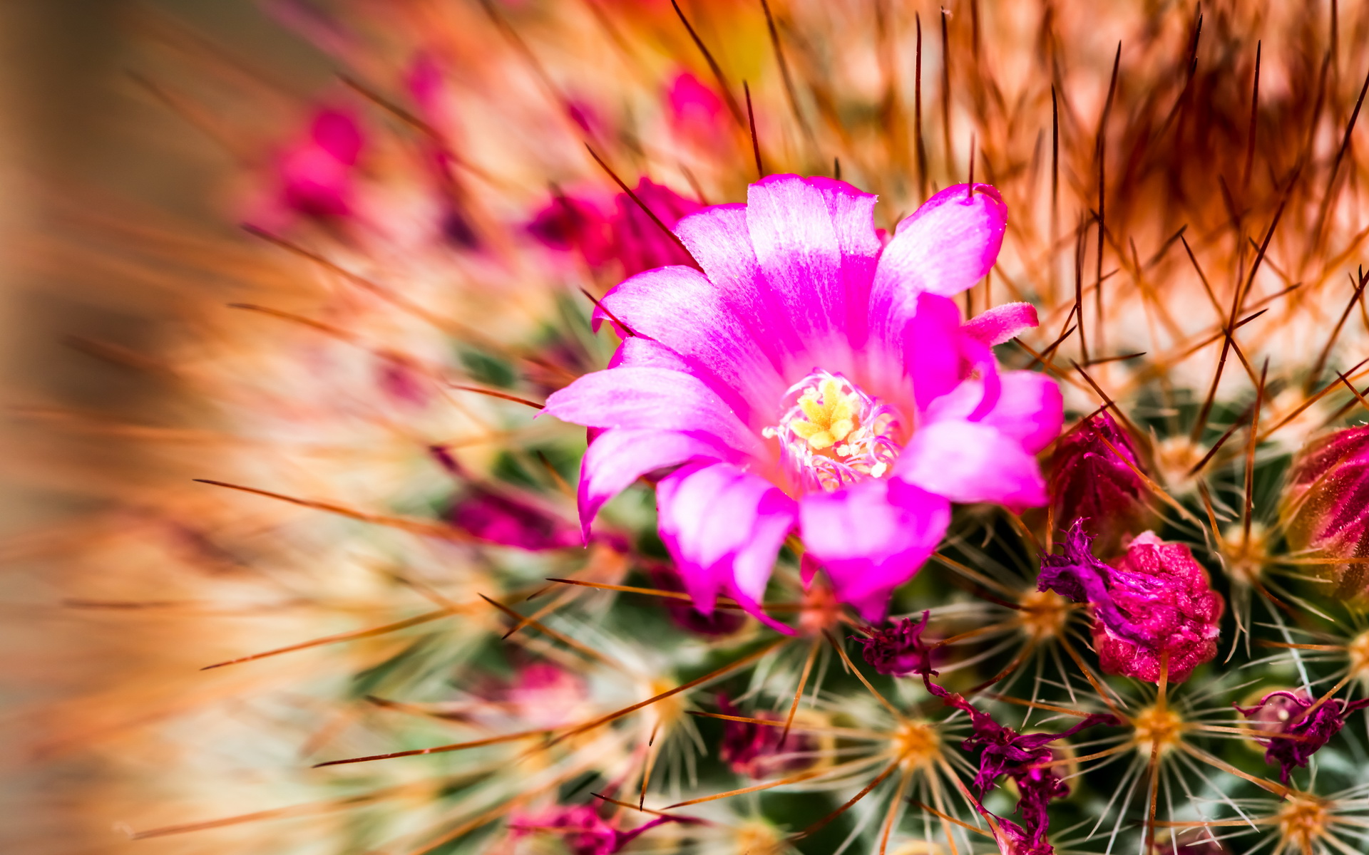 Cactus Spring Wallpapers - Wallpaper Cave