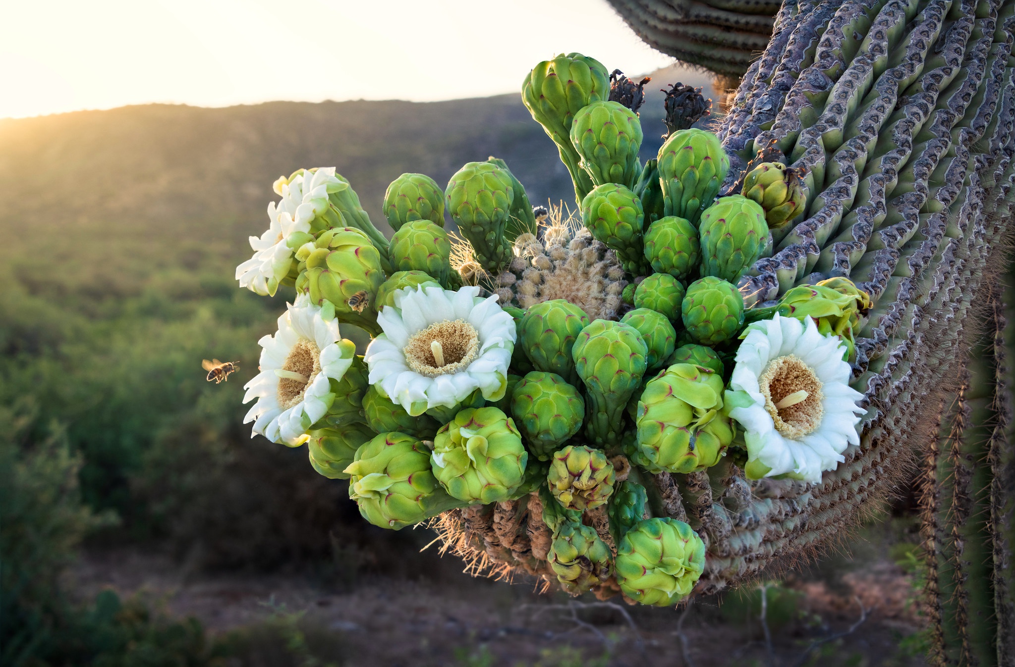Cactus Spring Wallpapers - Wallpaper Cave