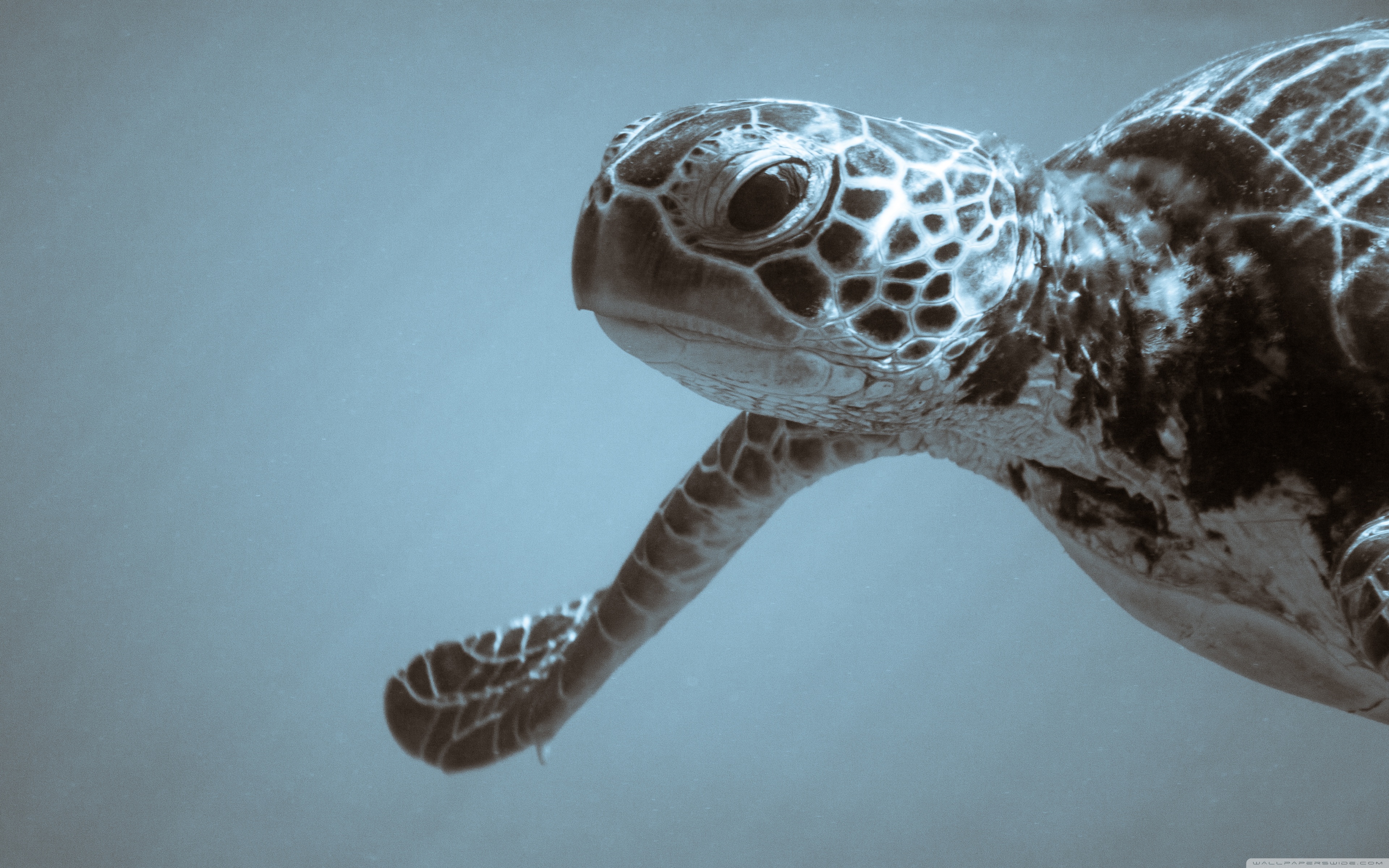 Sea Turtle 4k Wallpapers - Wallpaper Cave