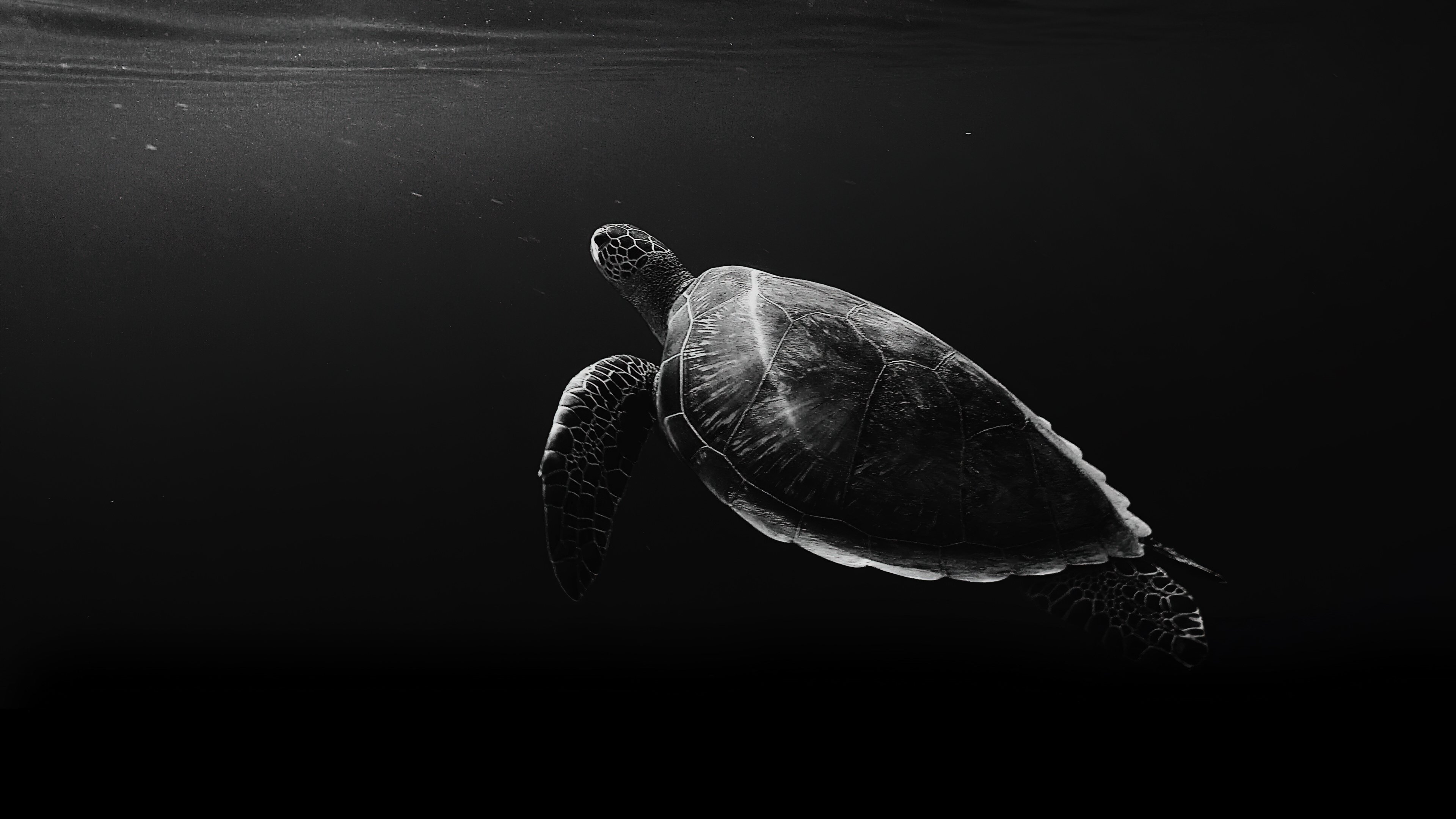 Sea Turtle 4k Wallpapers - Wallpaper Cave