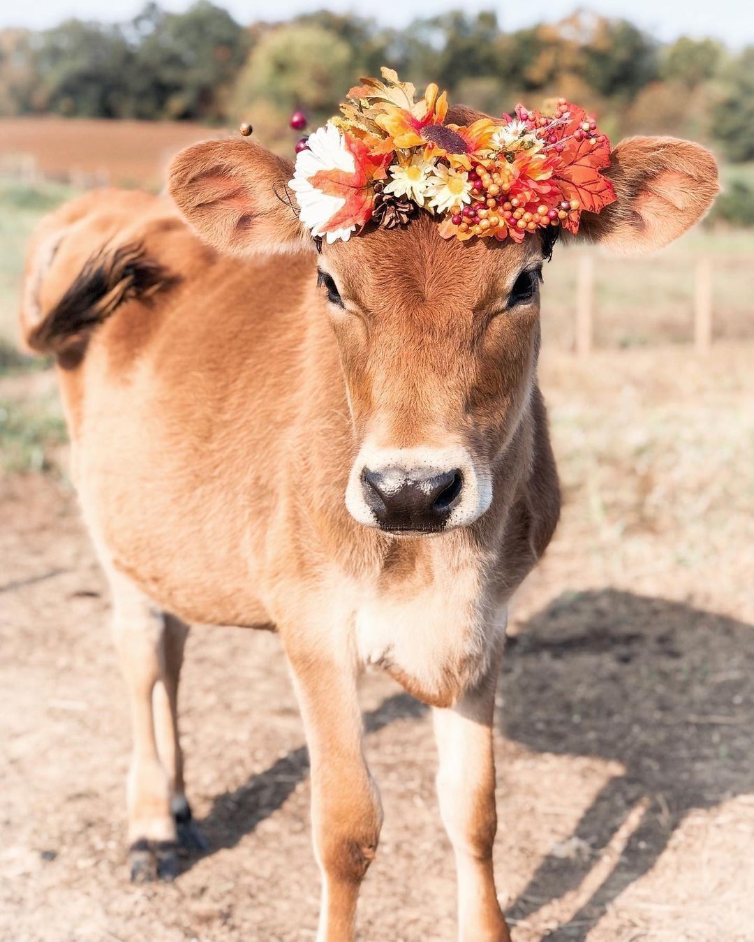 Cute Spring Cow Wallpapers - Wallpaper Cave