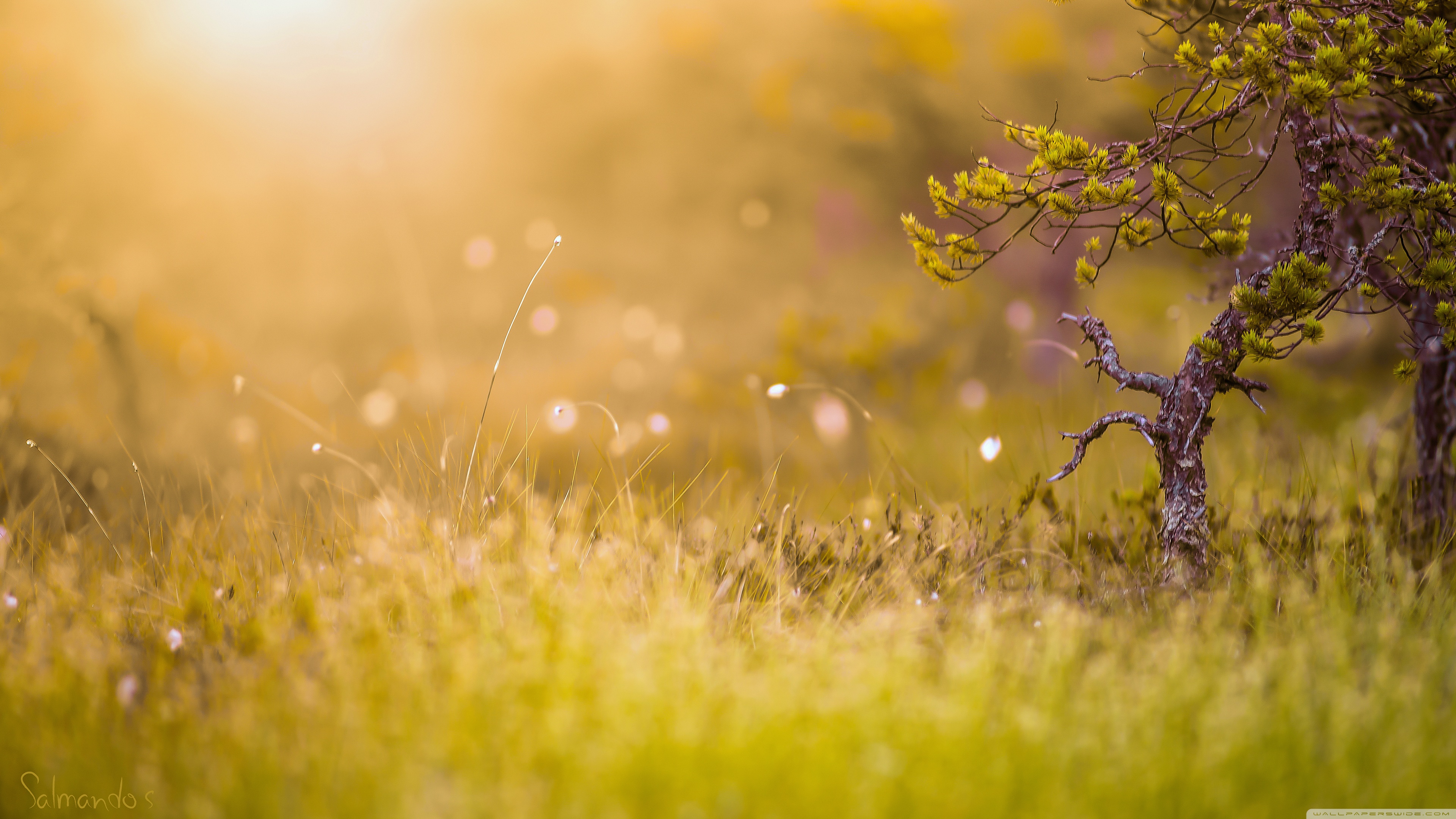 Morning Sun 4k Wallpapers - Wallpaper Cave