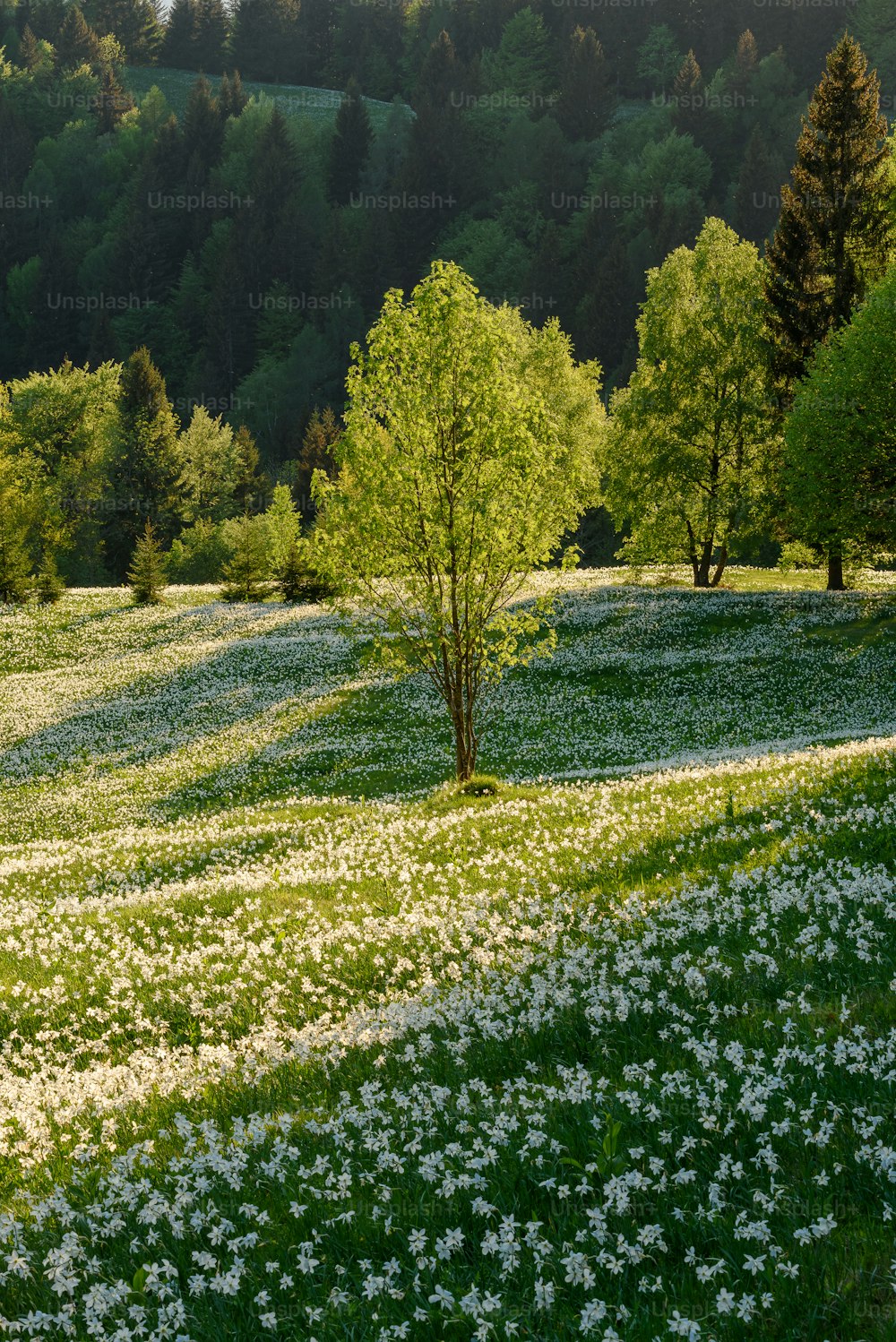 Spring Floral Landscape Wallpapers - Wallpaper Cave