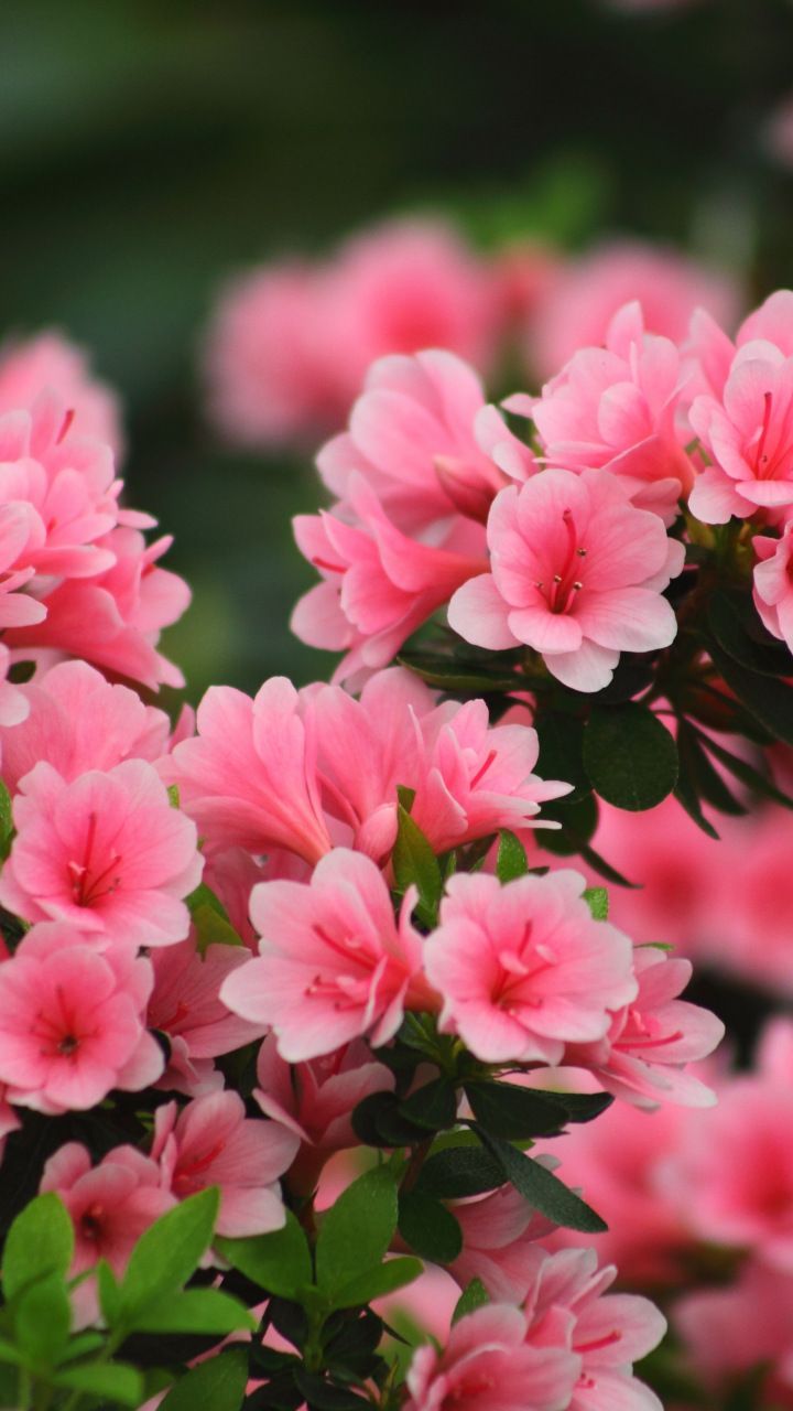 Spring Pink Flowers Wallpapers - Wallpaper Cave
