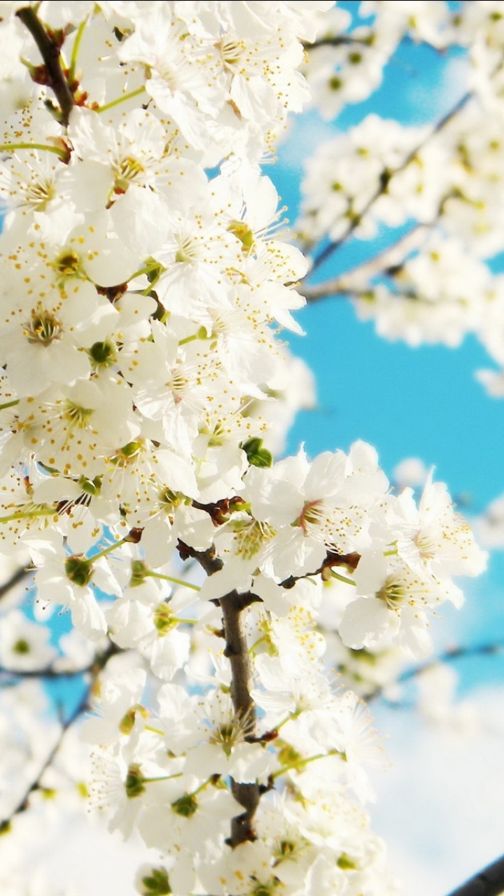 Spring Phone HD Wallpapers - Wallpaper Cave
