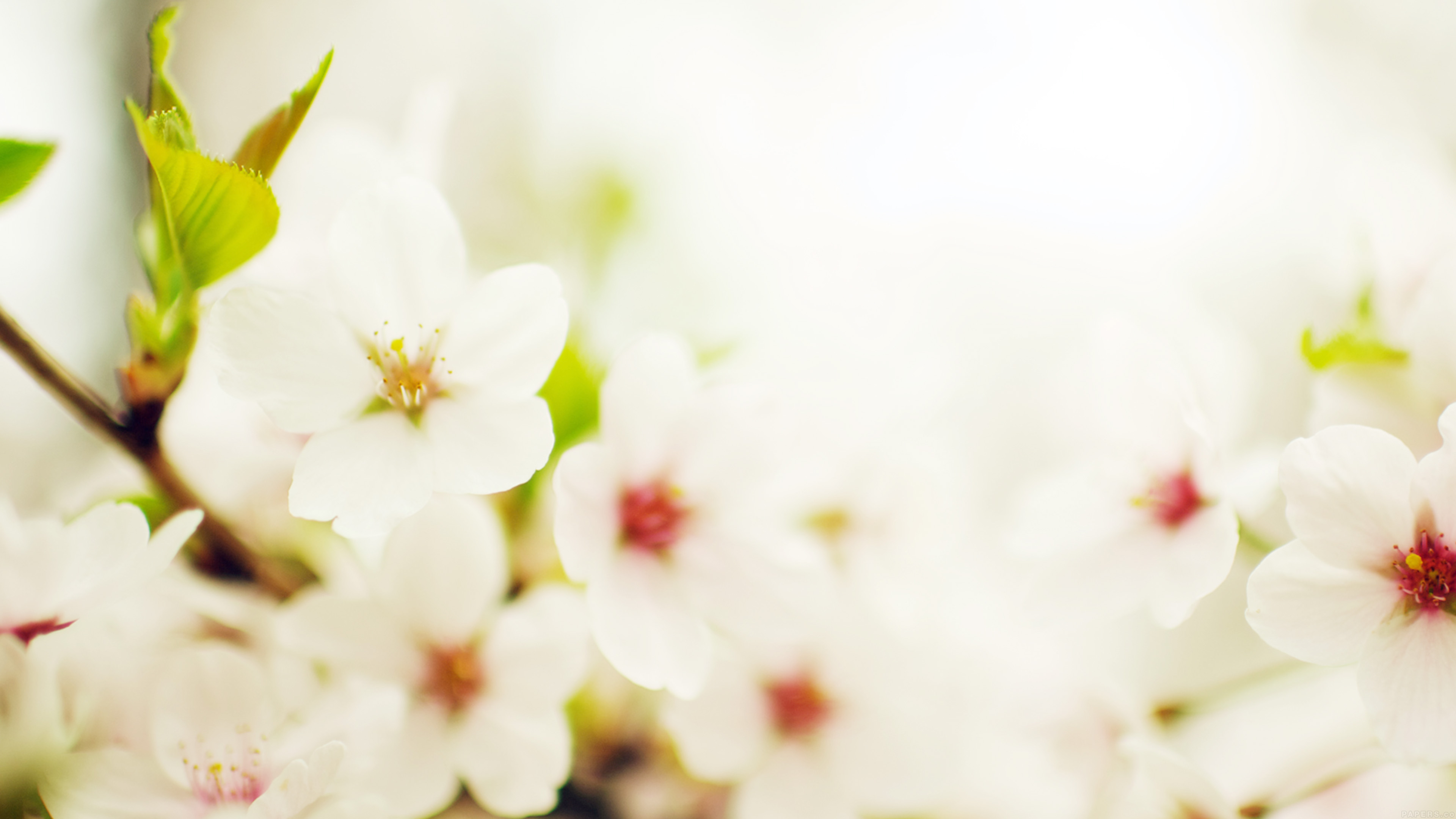 Sakura Desktop 4k Wallpapers - Wallpaper Cave