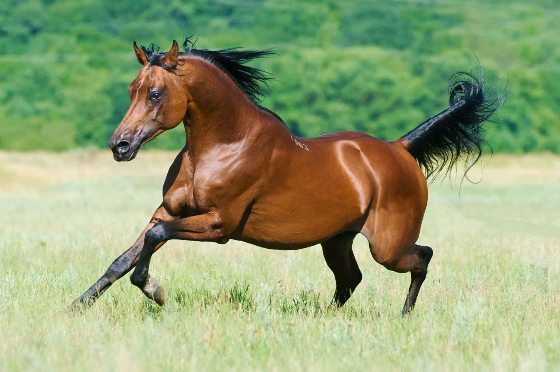 Horse Running Spring Wallpapers - Wallpaper Cave
