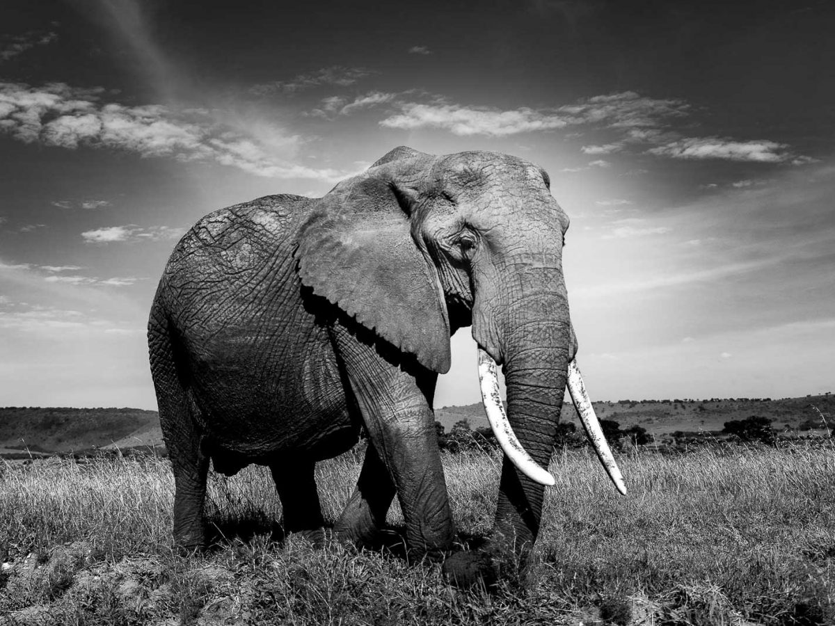 Black And White Wild Animals Wallpapers - Wallpaper Cave