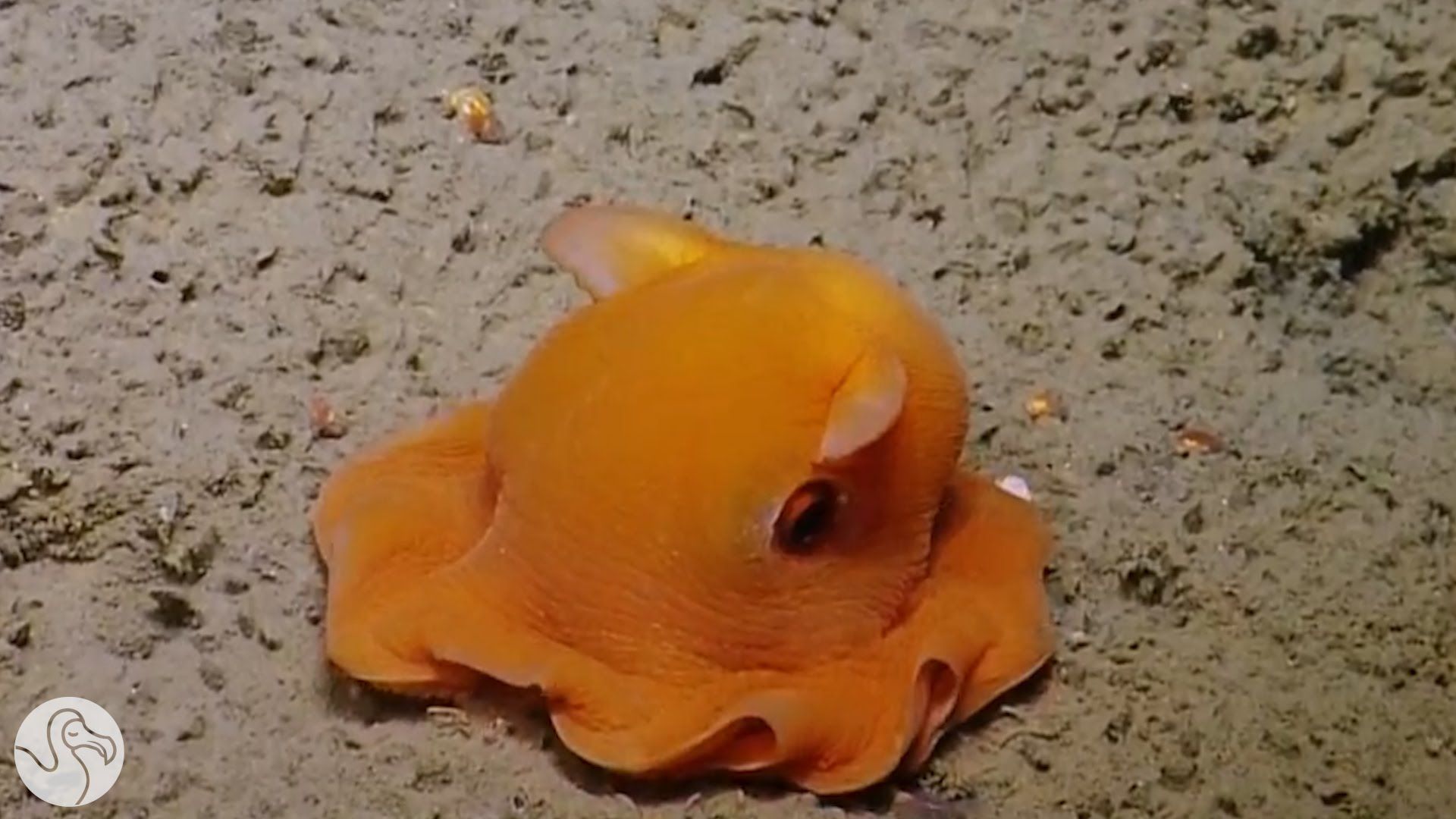 Dumbo Octopus Wallpapers - Wallpaper Cave