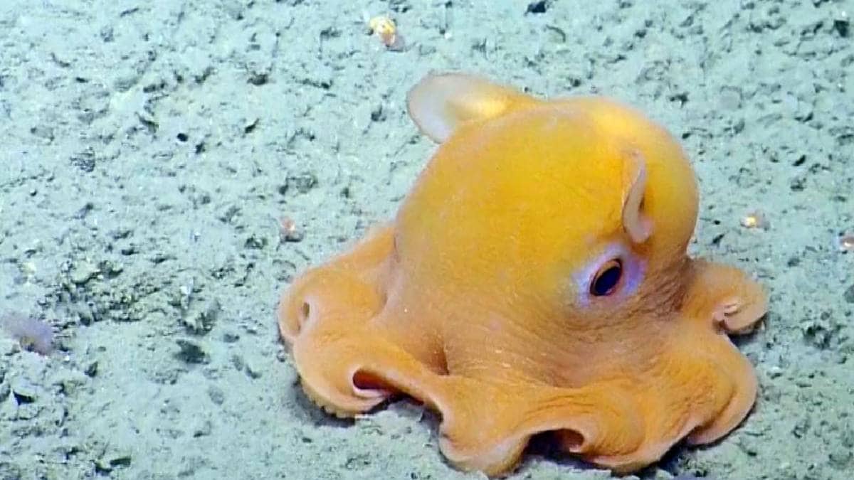 Dumbo Octopus Wallpapers - Wallpaper Cave