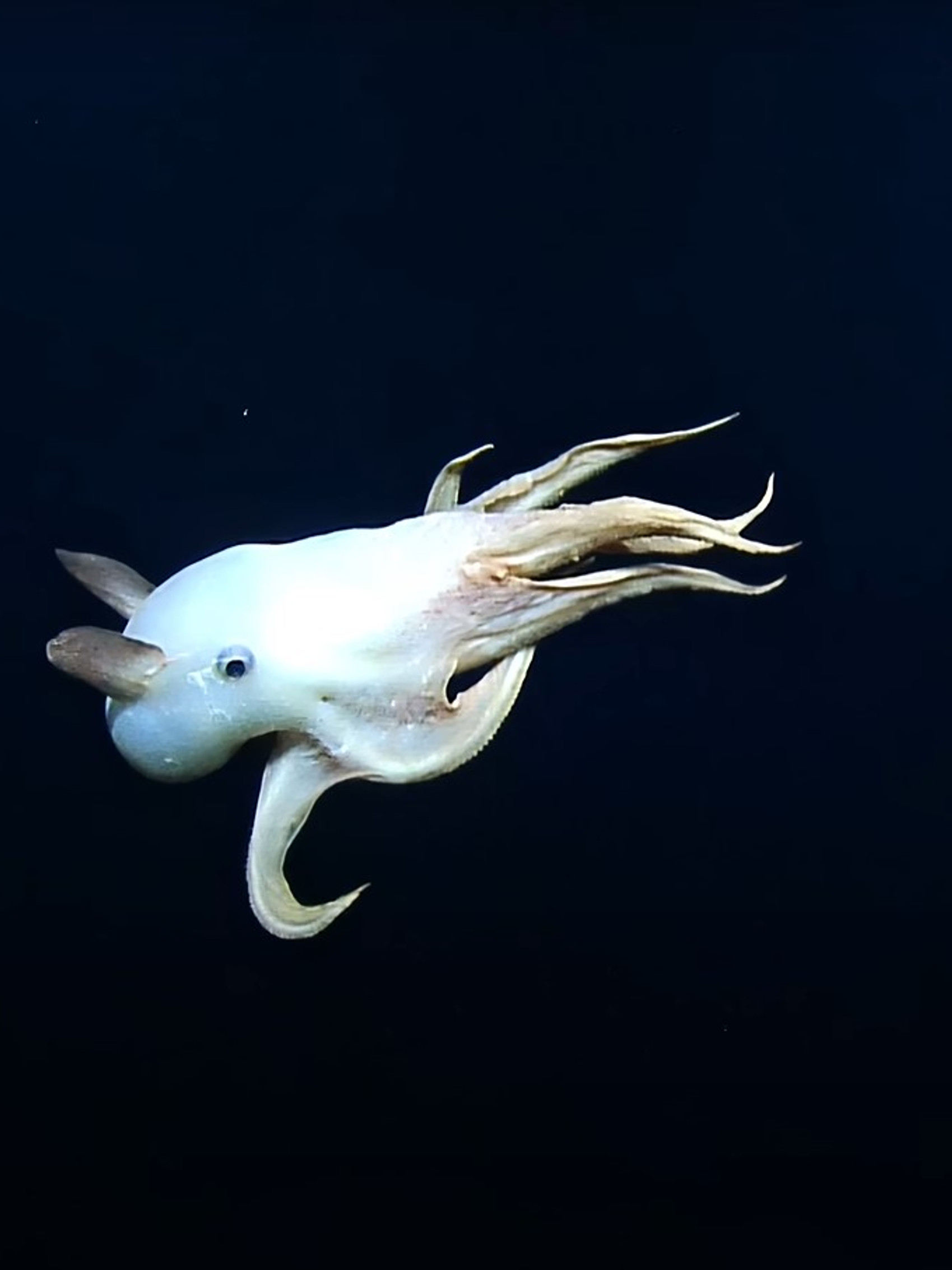 Dumbo Octopus Wallpapers - Wallpaper Cave