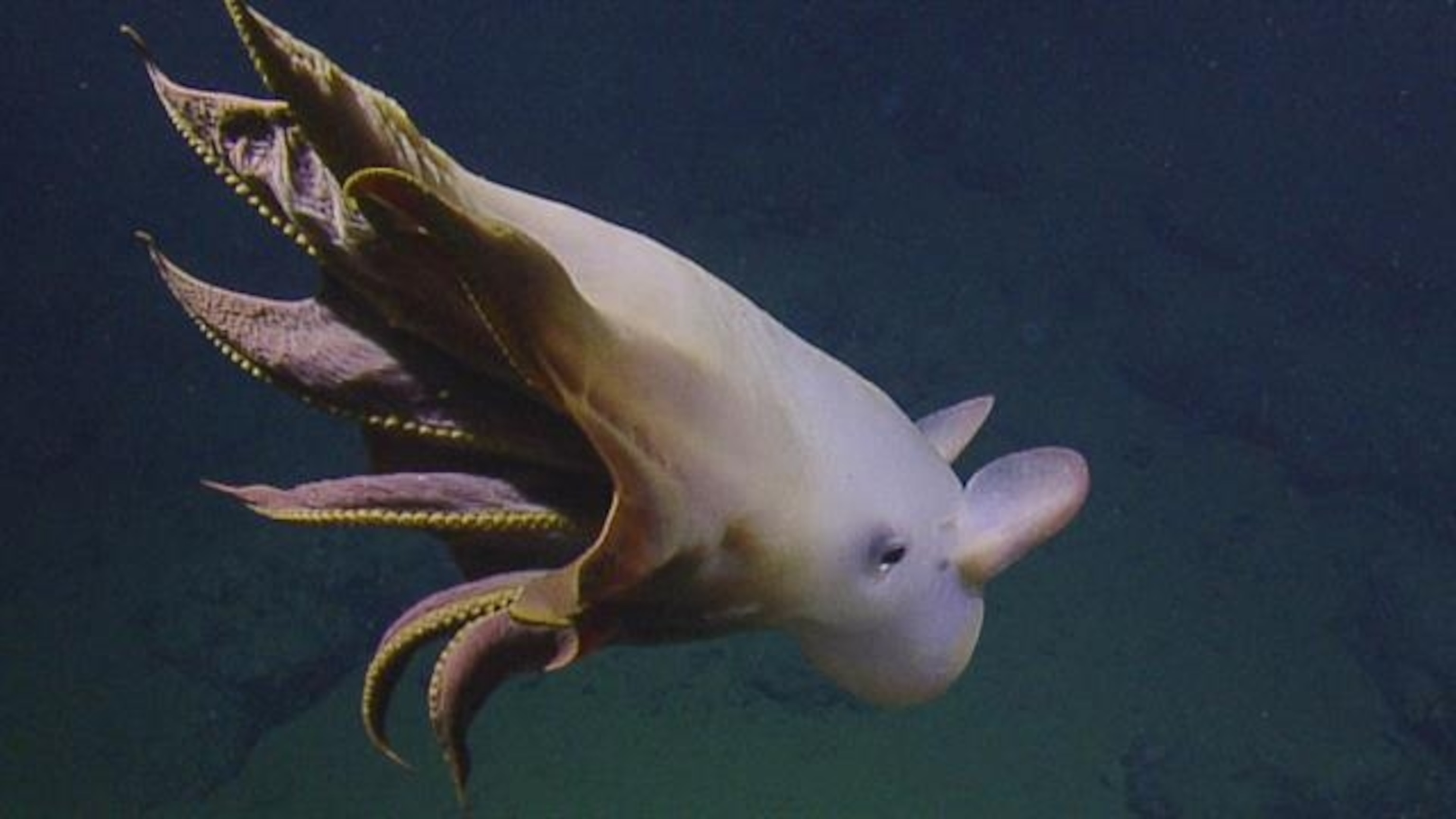 Dumbo Octopus Wallpapers - Wallpaper Cave