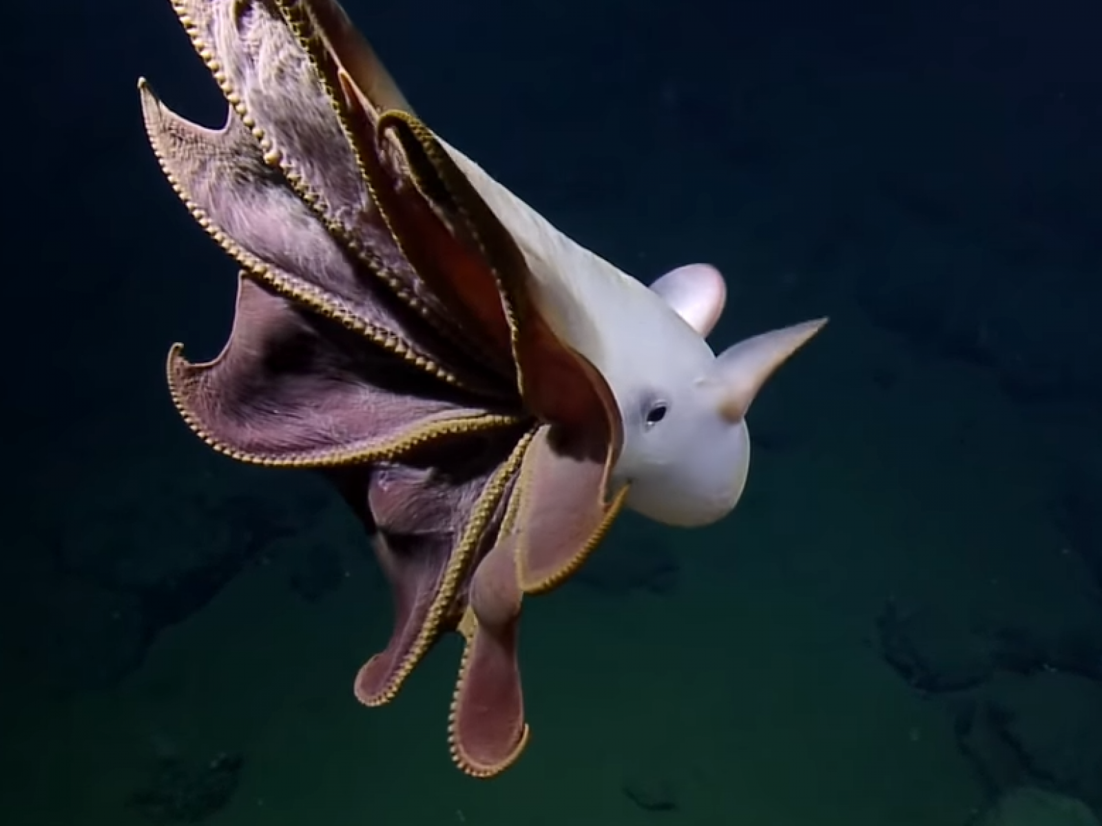 Dumbo Octopus Wallpapers - Wallpaper Cave