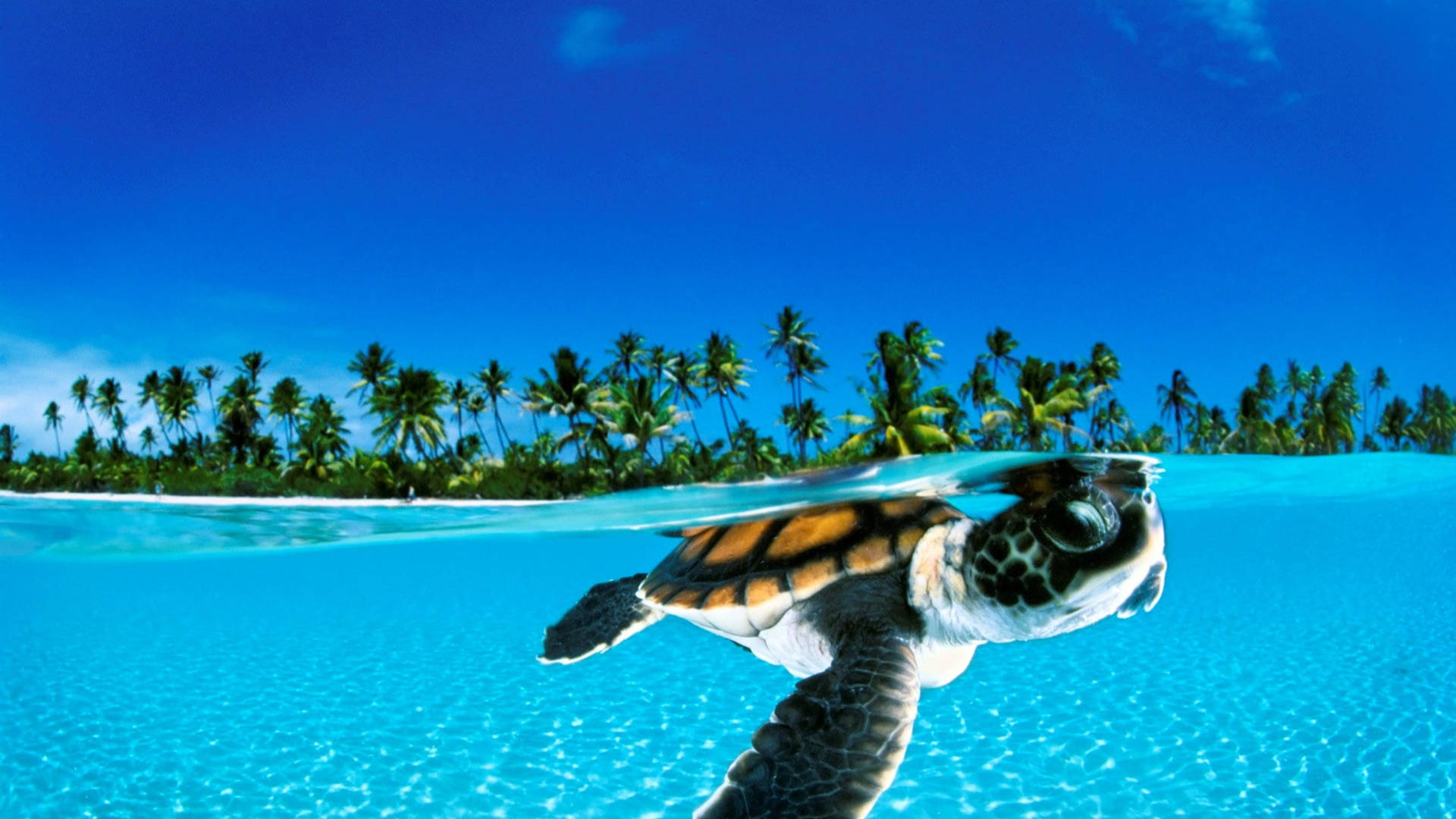 Ocean Turtles Wallpapers - Wallpaper Cave