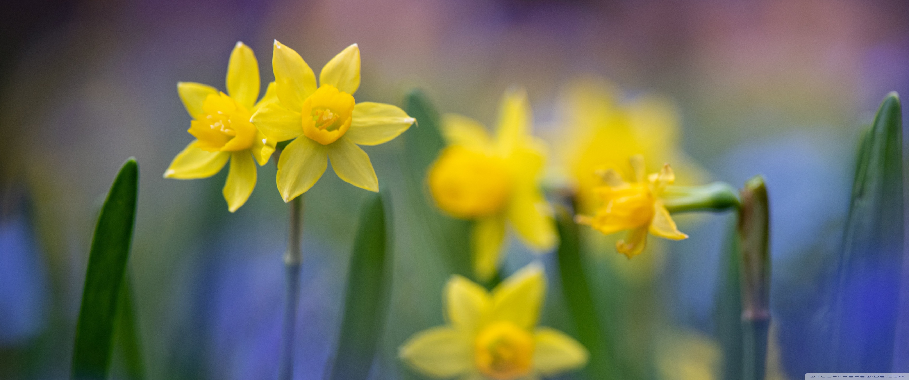 Yellow Spring 3440x1440 Wallpapers - Wallpaper Cave