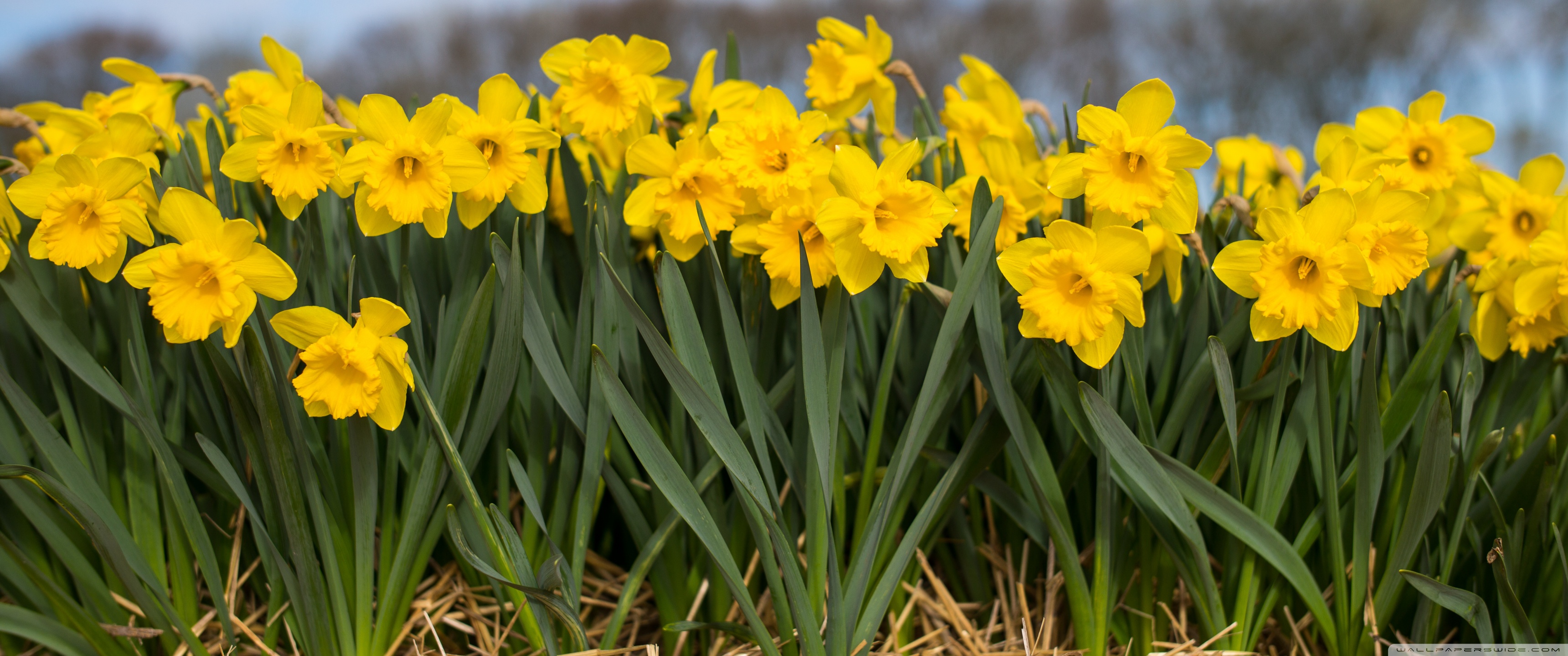 Yellow Spring 3440x1440 Wallpapers - Wallpaper Cave