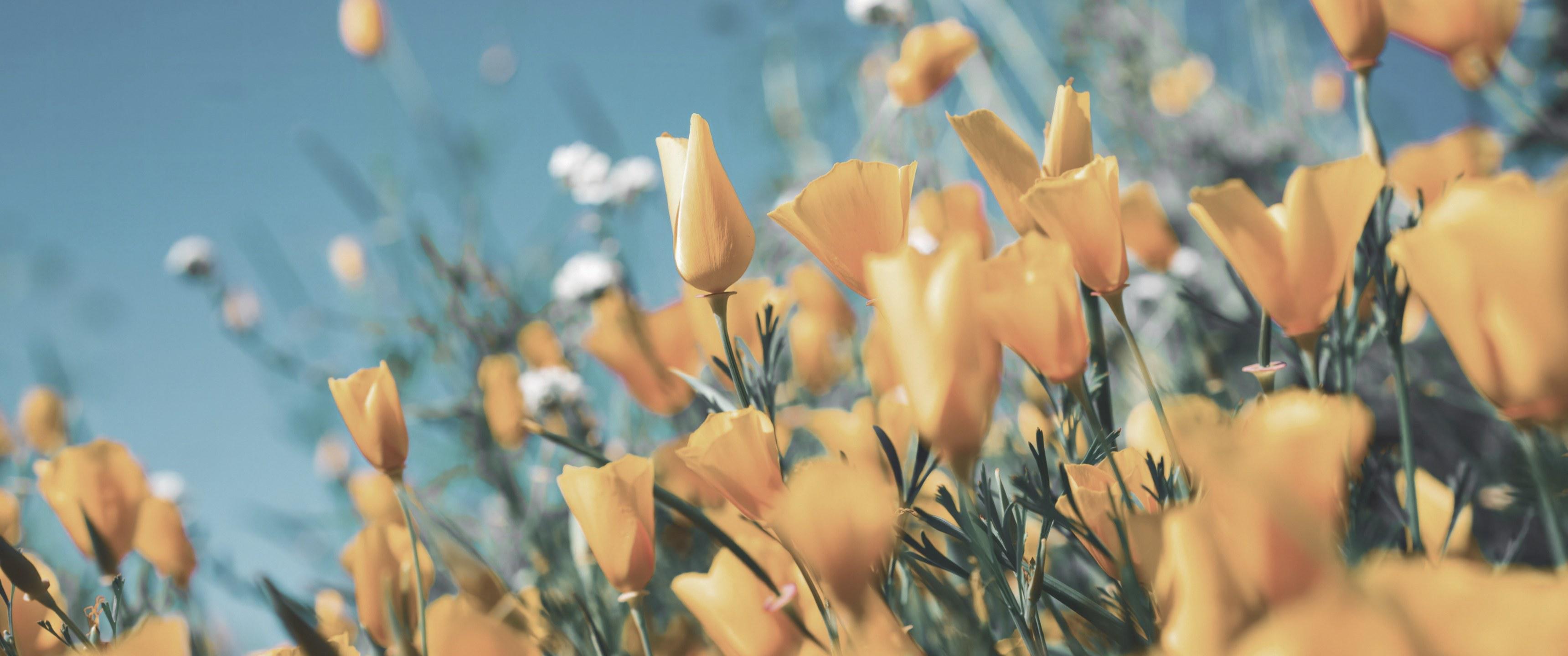 Yellow Spring 3440x1440 Wallpapers - Wallpaper Cave