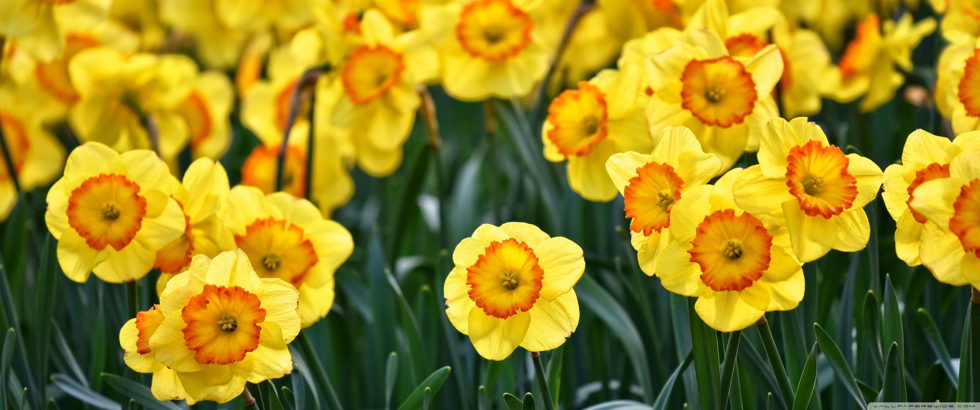 Yellow Spring 3440x1440 Wallpapers - Wallpaper Cave