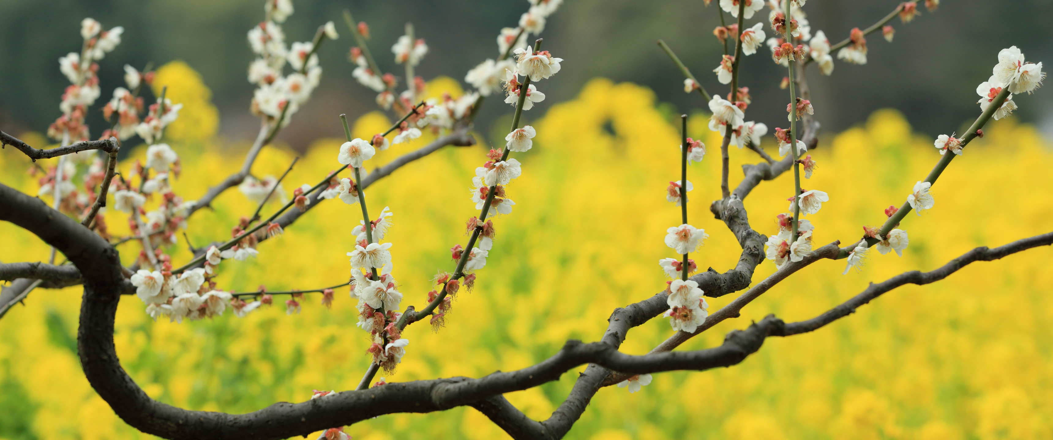 Yellow Spring 3440x1440 Wallpapers - Wallpaper Cave