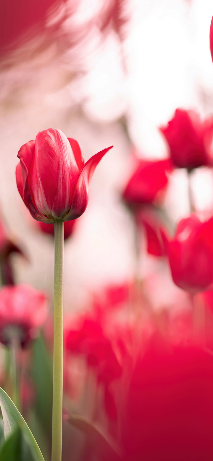 Tulips Phone Wallpapers - Wallpaper Cave
