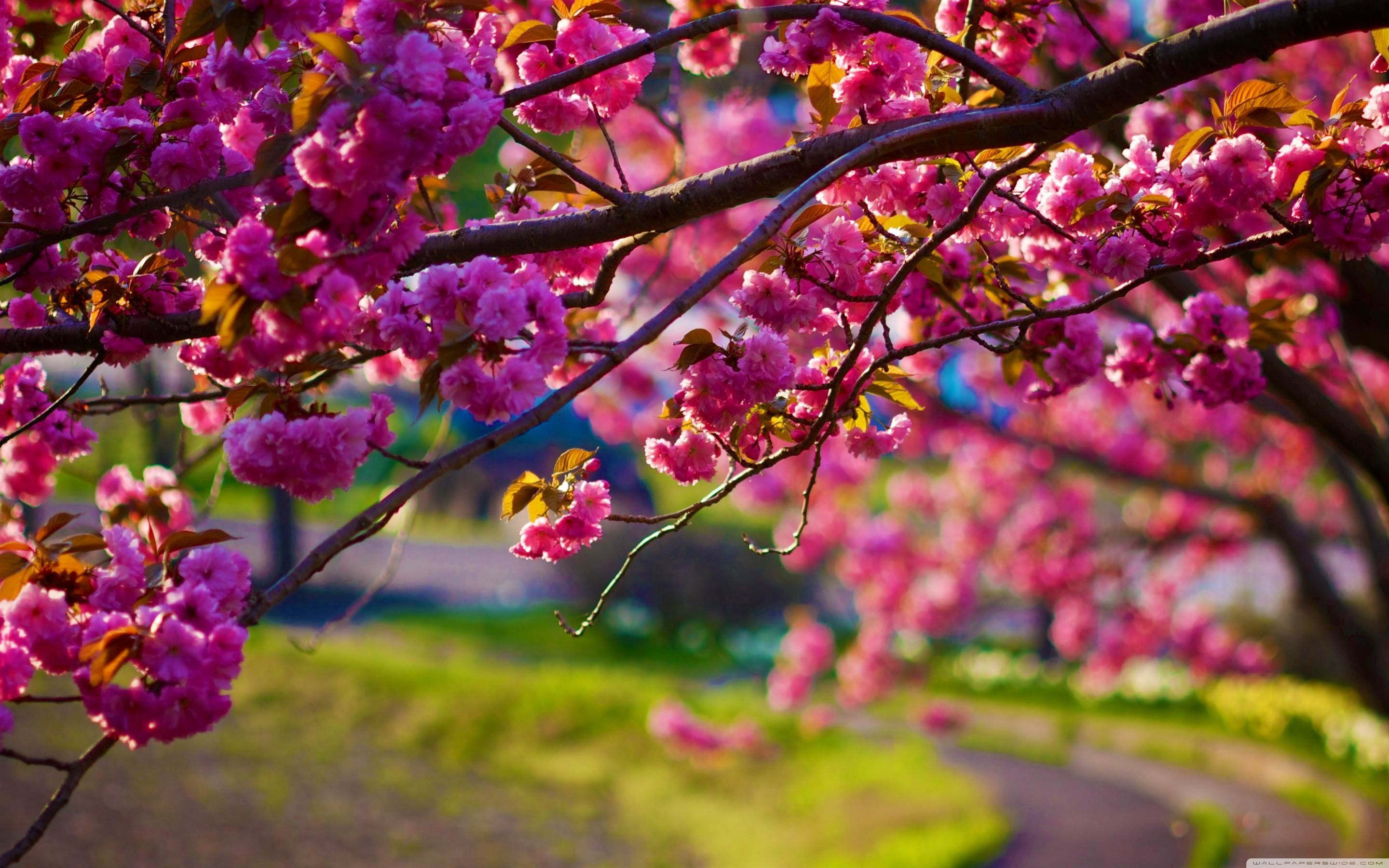 Spring Tree Desktop Wallpapers - Wallpaper Cave
