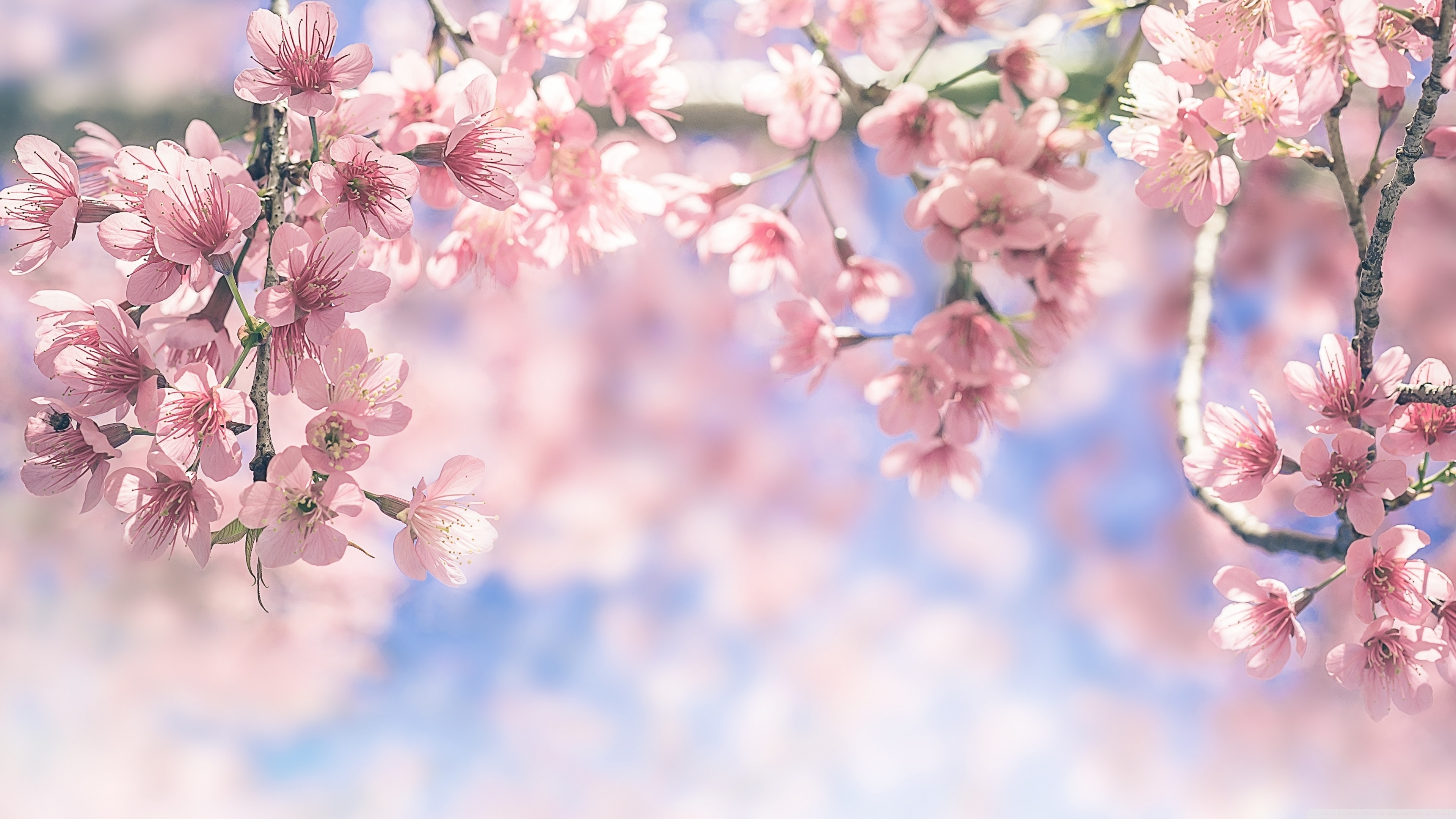 Spring Tree Desktop Wallpapers - Wallpaper Cave
