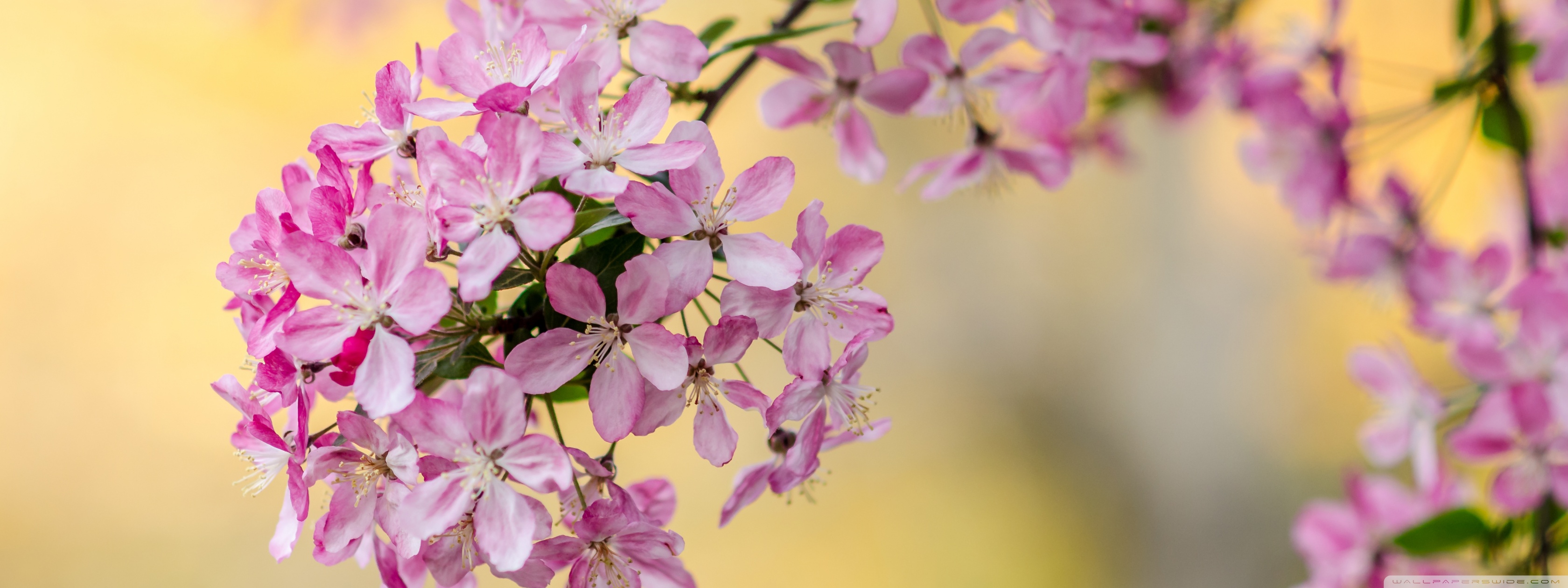 Spring Tree Desktop Wallpapers - Wallpaper Cave