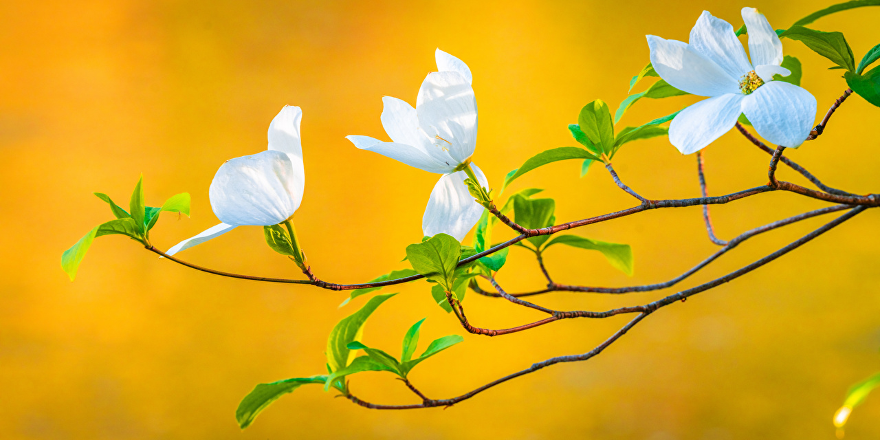 Spring Tree Desktop Wallpapers - Wallpaper Cave