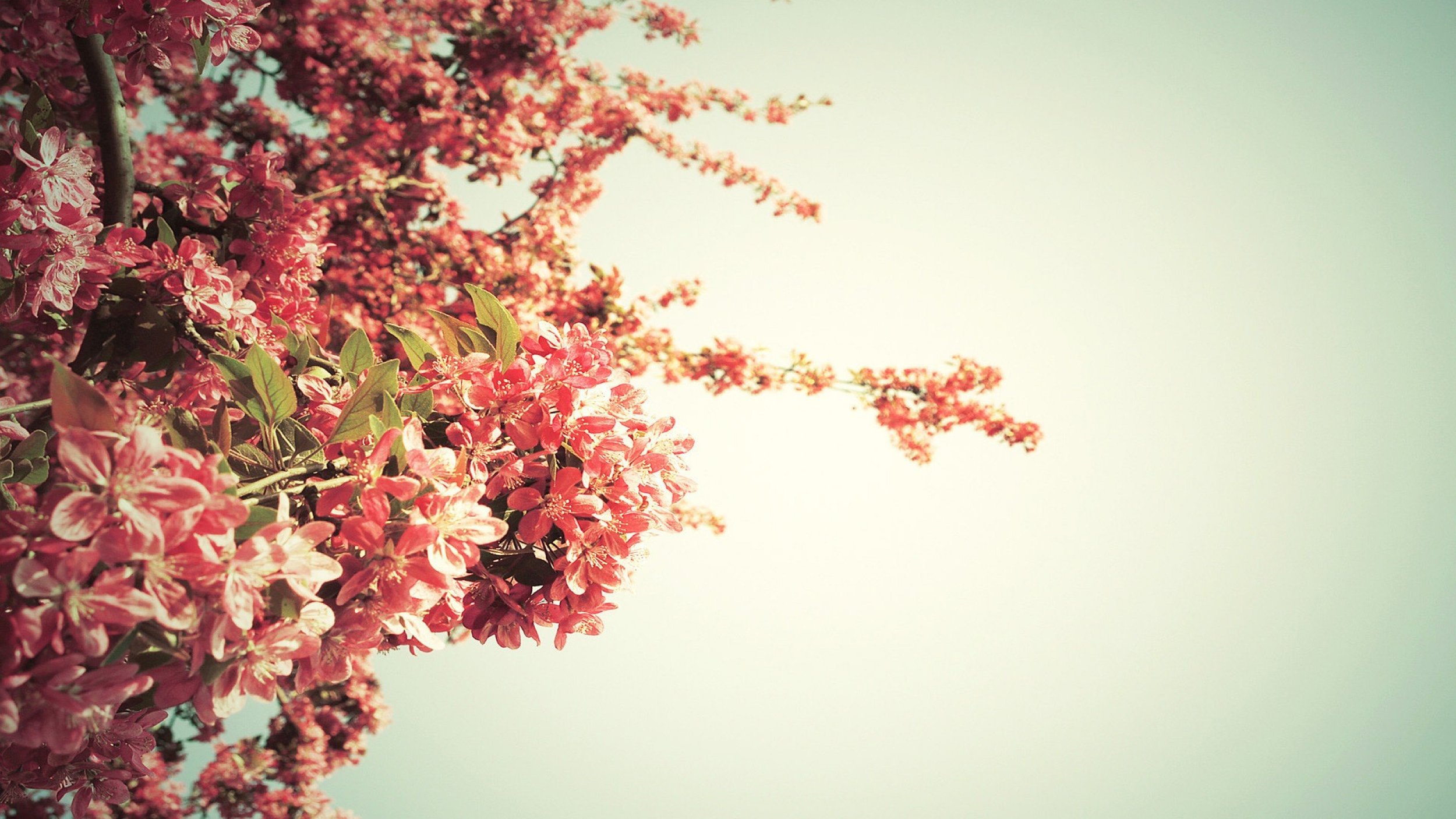 Spring Tree Desktop Wallpapers - Wallpaper Cave