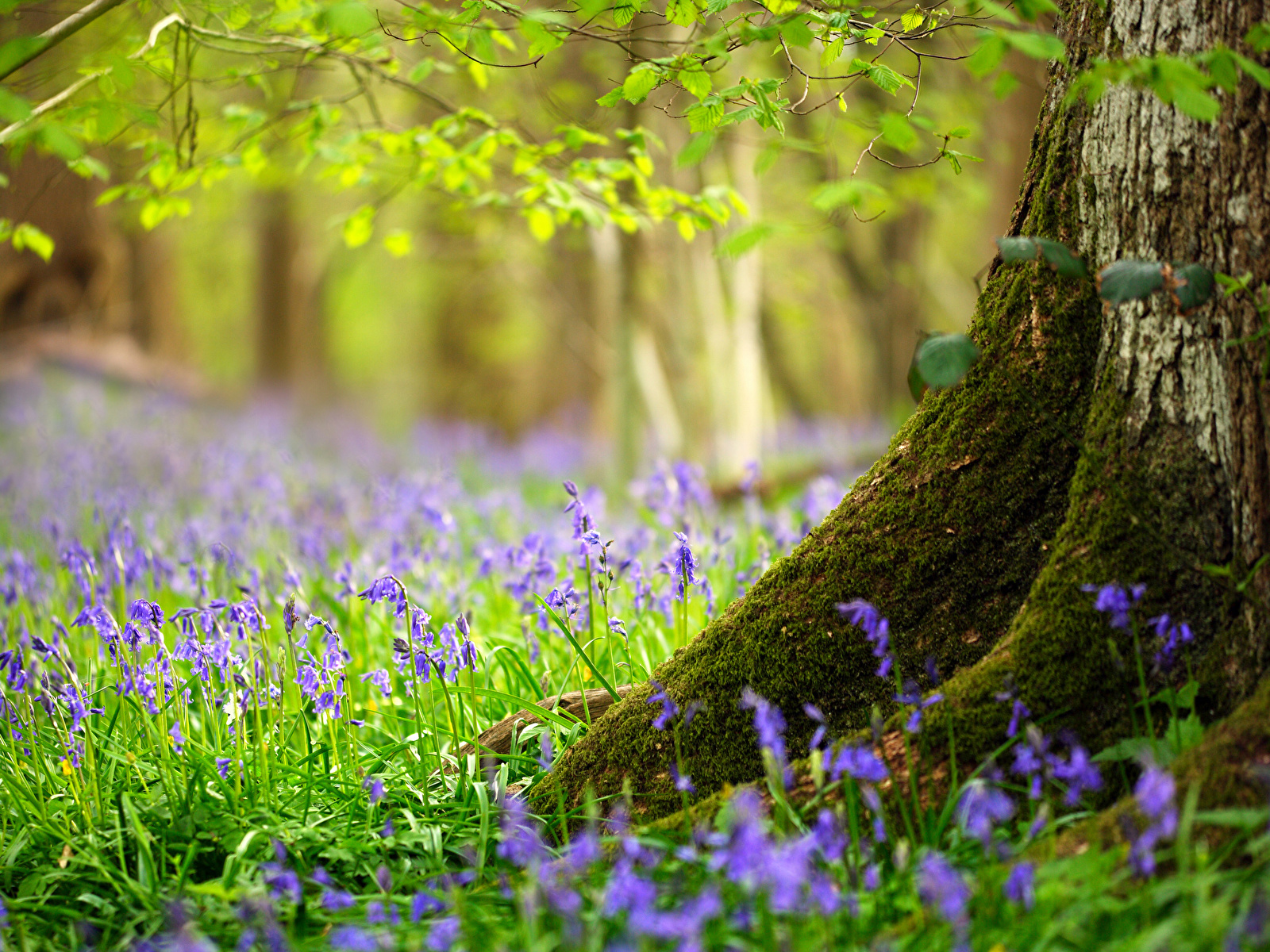 Spring Tree Desktop Wallpapers - Wallpaper Cave