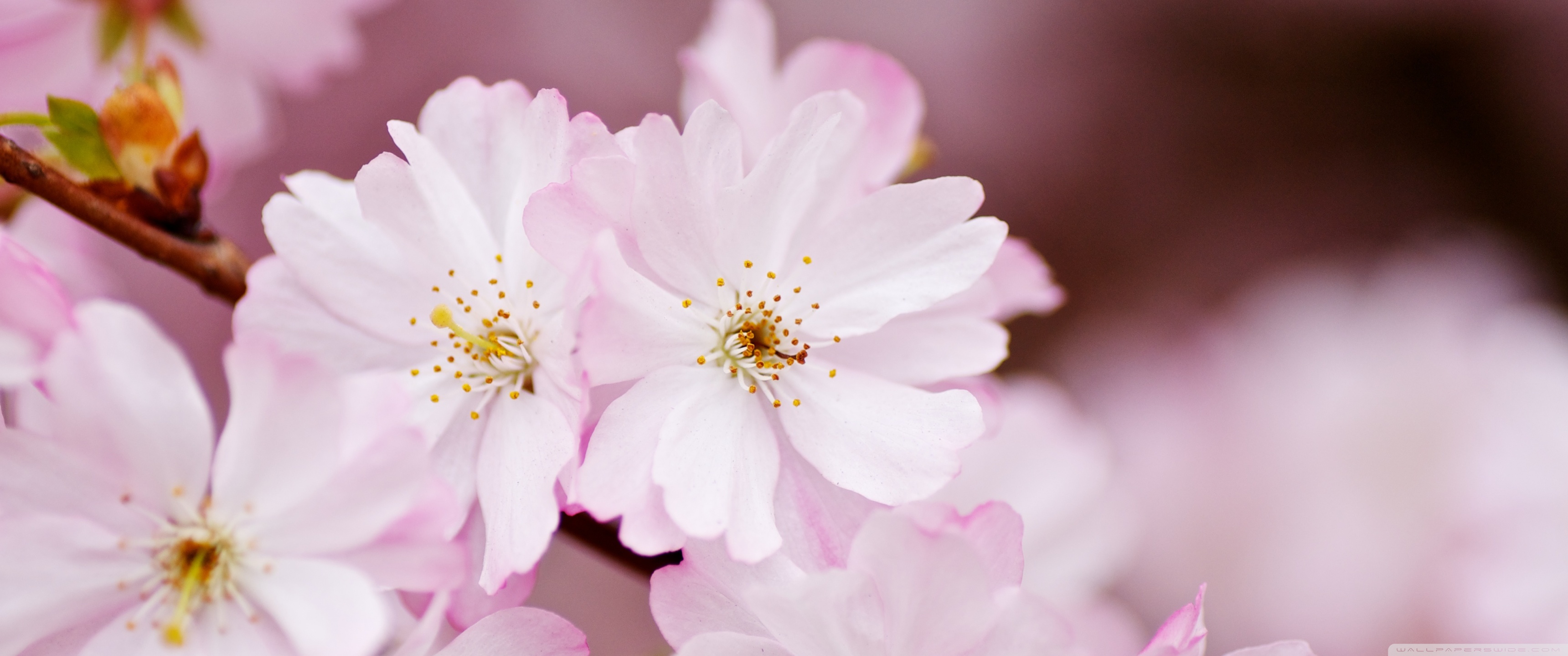 Spring Tree Desktop Wallpapers - Wallpaper Cave