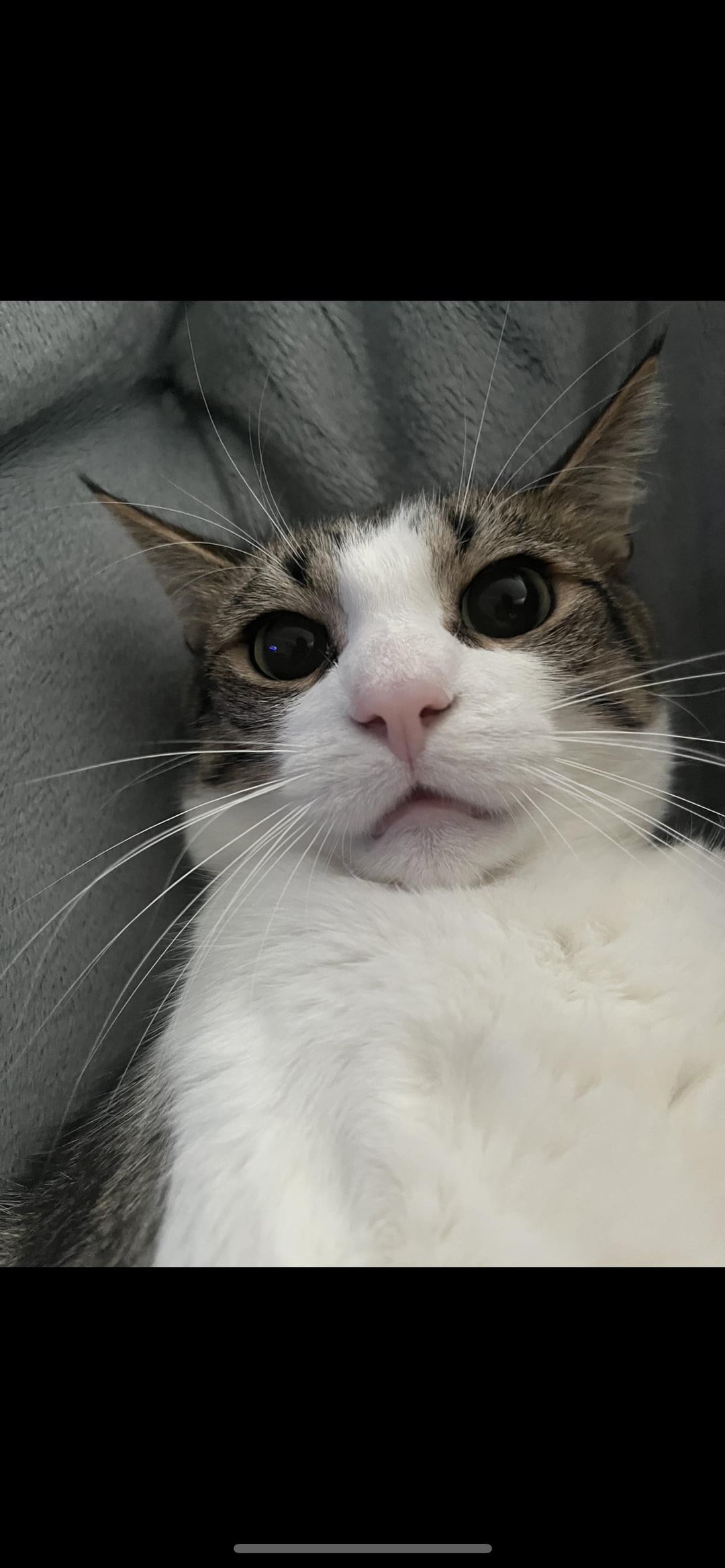 Derpy Cat Wallpapers - Wallpaper Cave