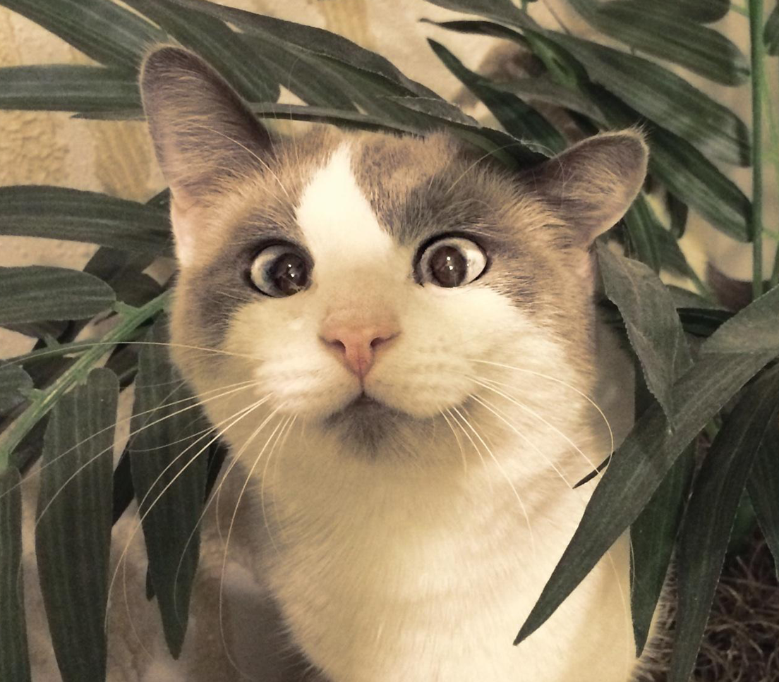 Derpy Cat Wallpapers - Wallpaper Cave