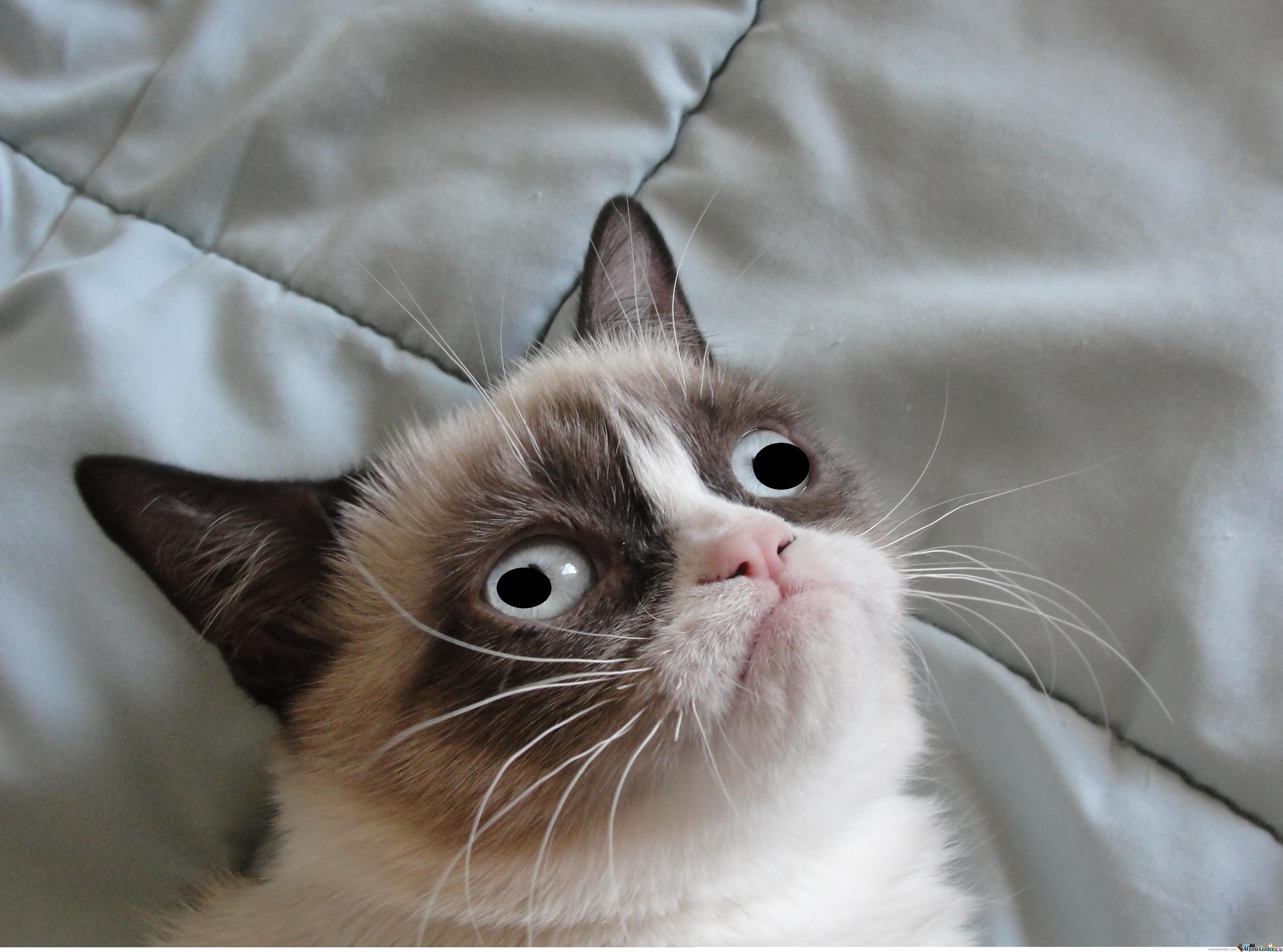 Derpy Cat Wallpapers - Wallpaper Cave