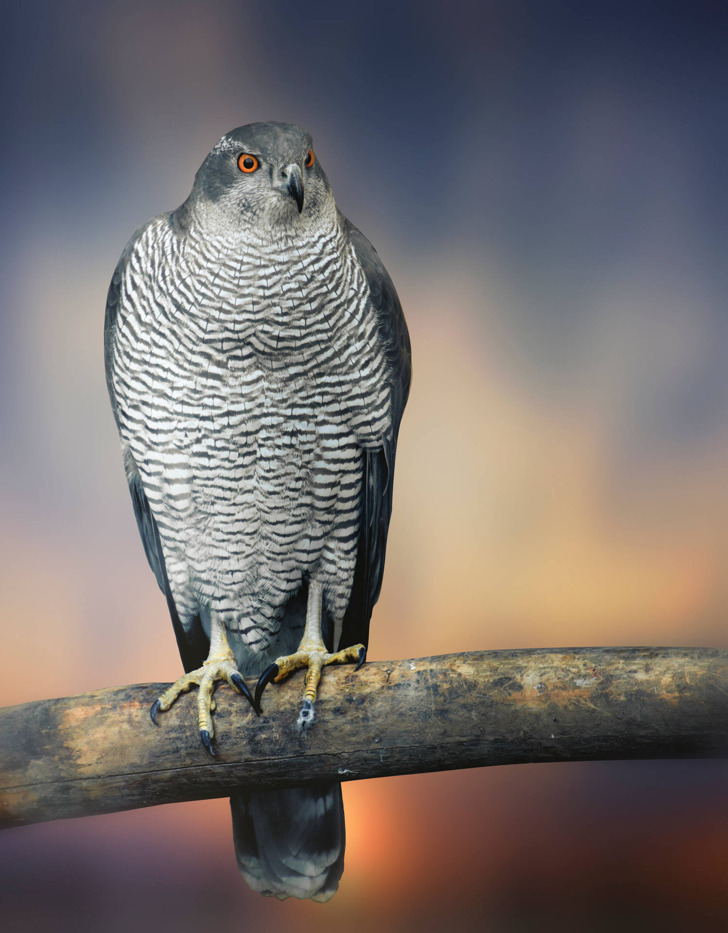 Eurasian Goshawk Wallpapers - Wallpaper Cave