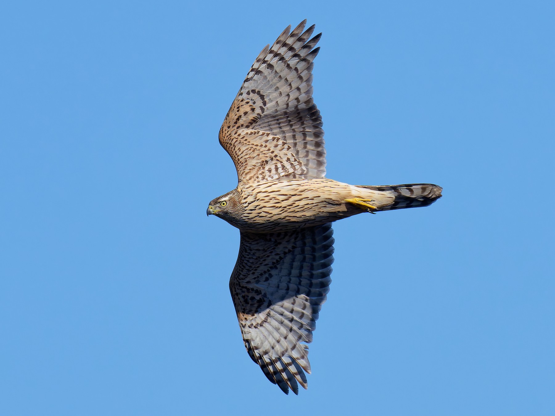 Eurasian Goshawk Wallpapers - Wallpaper Cave